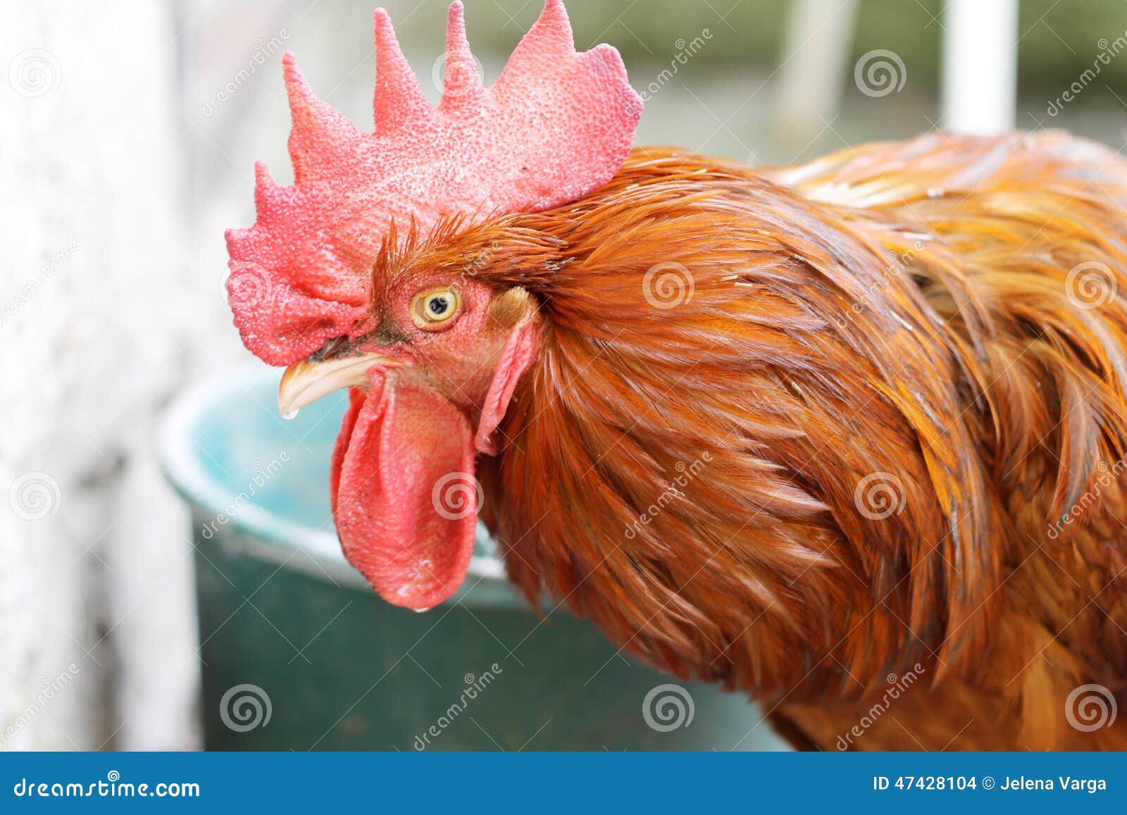 Galo foto de stock. Imagem de aves, pets, animal, pente - 47428104