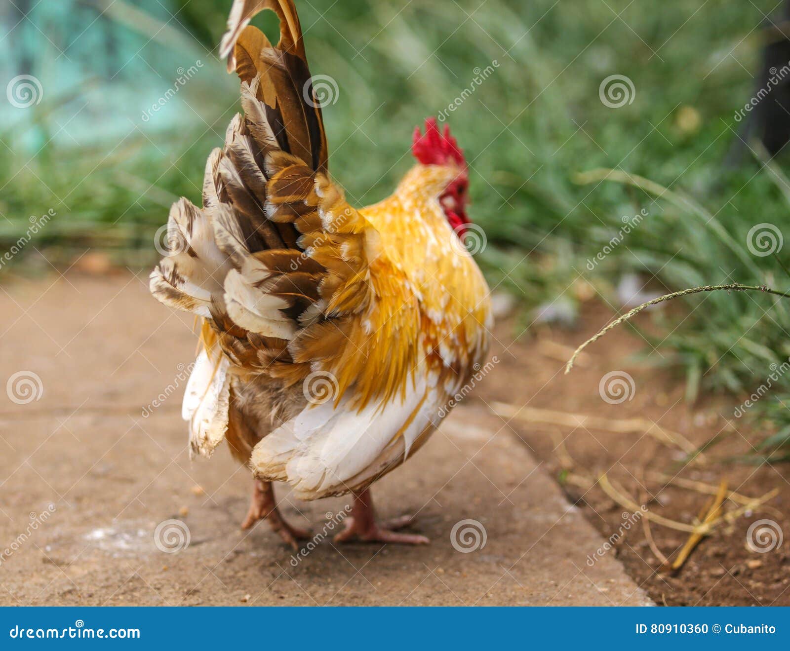 Galo foto de stock. Imagem de animal, fazenda, colheita - 80910360
