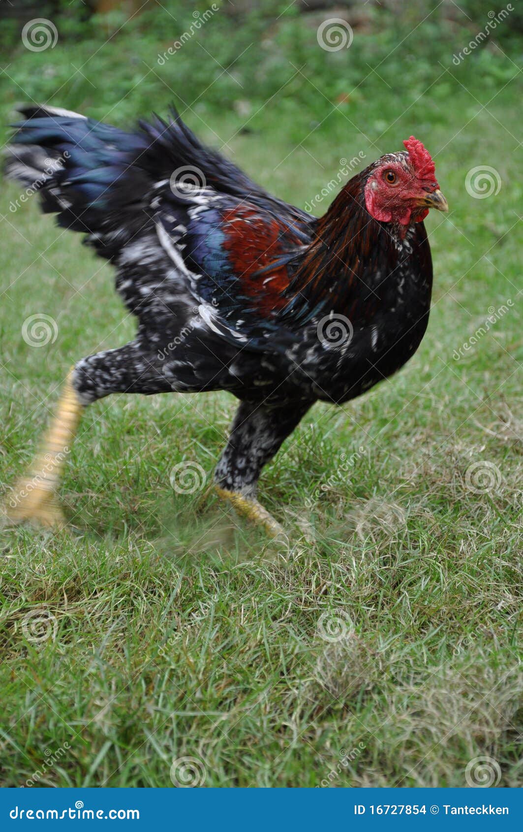 Galo bonito foto de stock. Imagem de comprimento, vista - 16727854