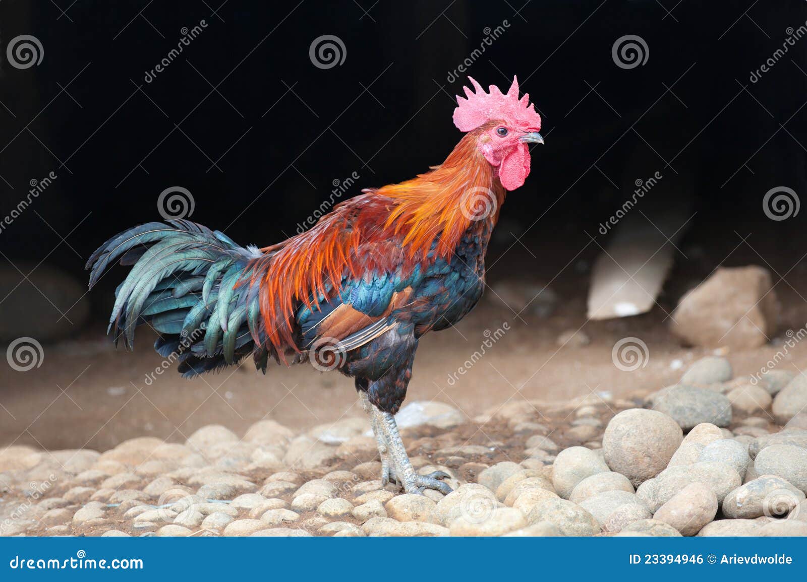 Galo bonito foto de stock. Imagem de nave, macho, livre - 23394946