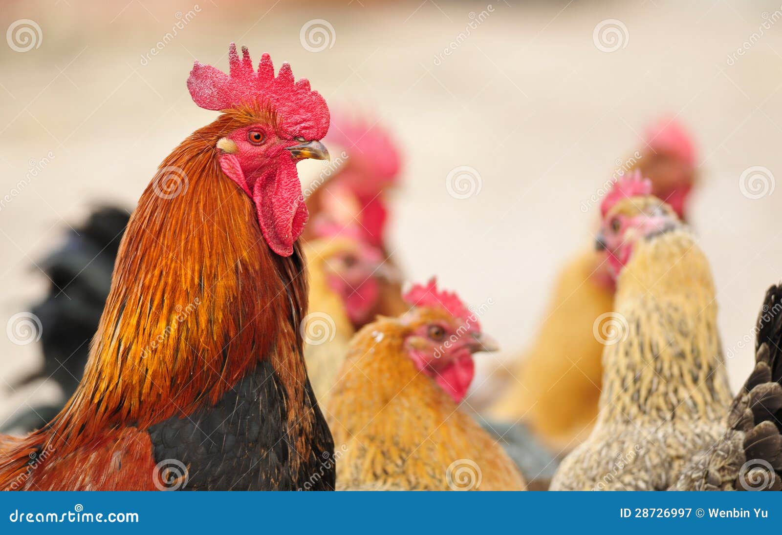 Galo bonito imagem de stock. Imagem de branco, olhar - 28726997