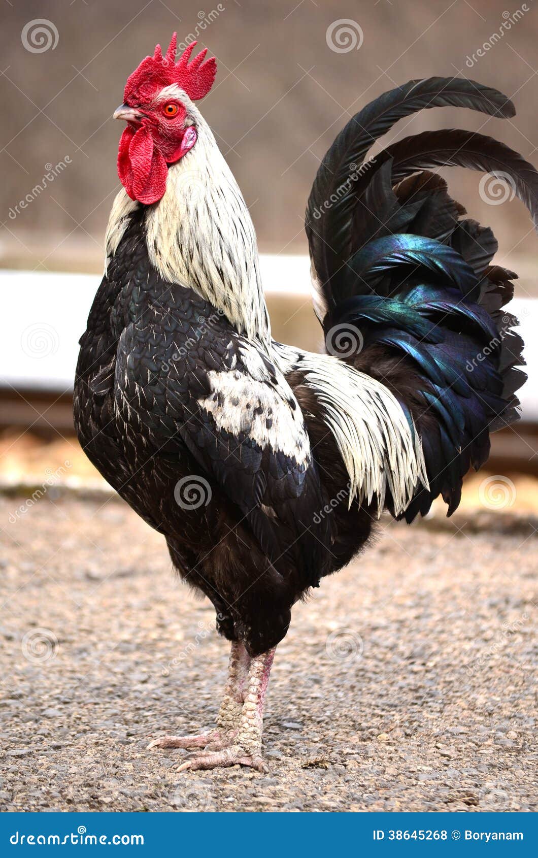 Galo bonito foto de stock. Imagem de pente, aves, retrato - 38645268