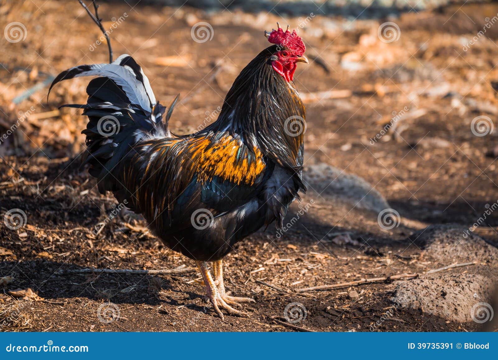 Galo bonito imagem de stock. Imagem de elegante, carne - 39735391