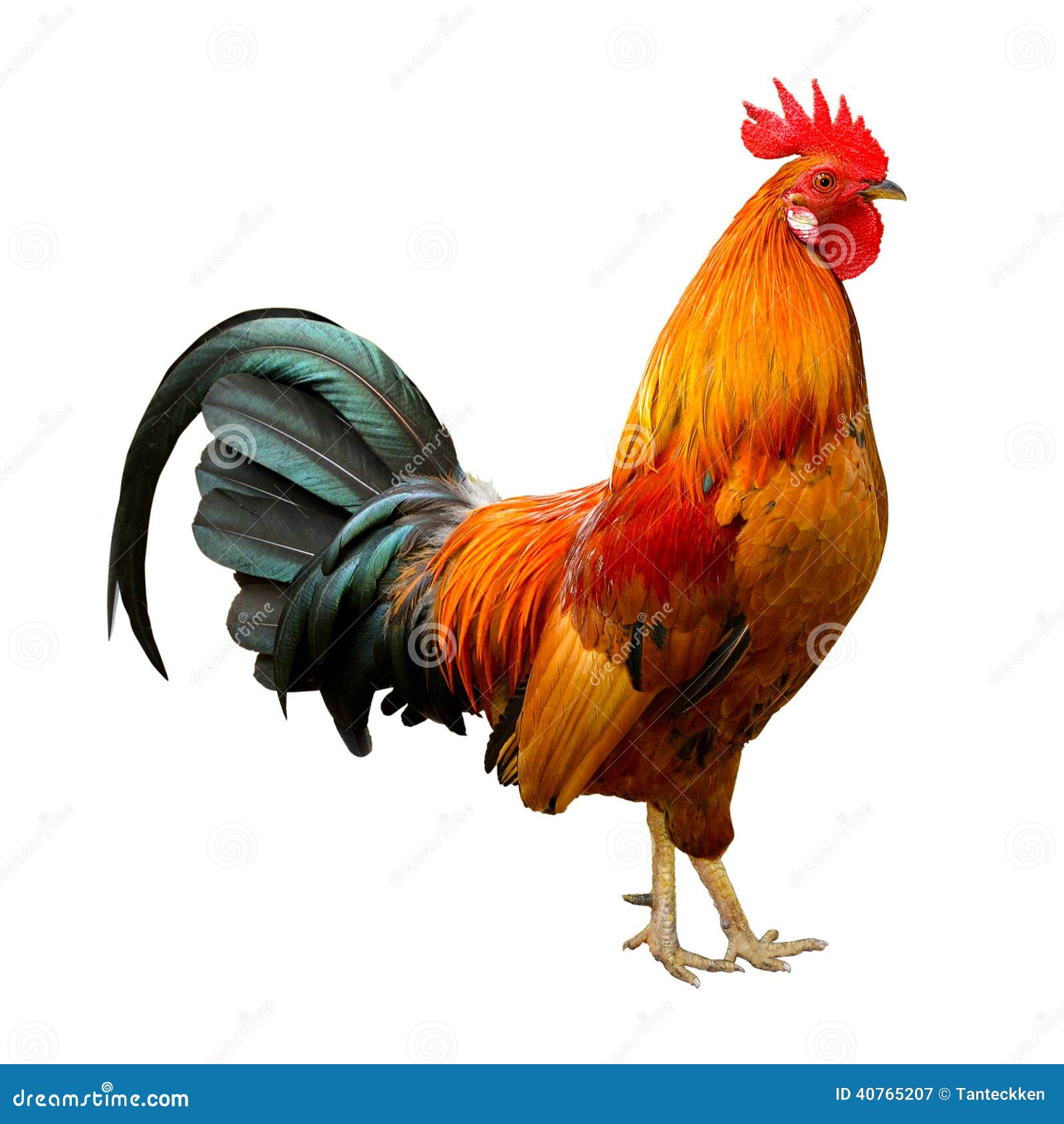 Galo bonito imagem de stock. Imagem de detalhe, crista - 40765207