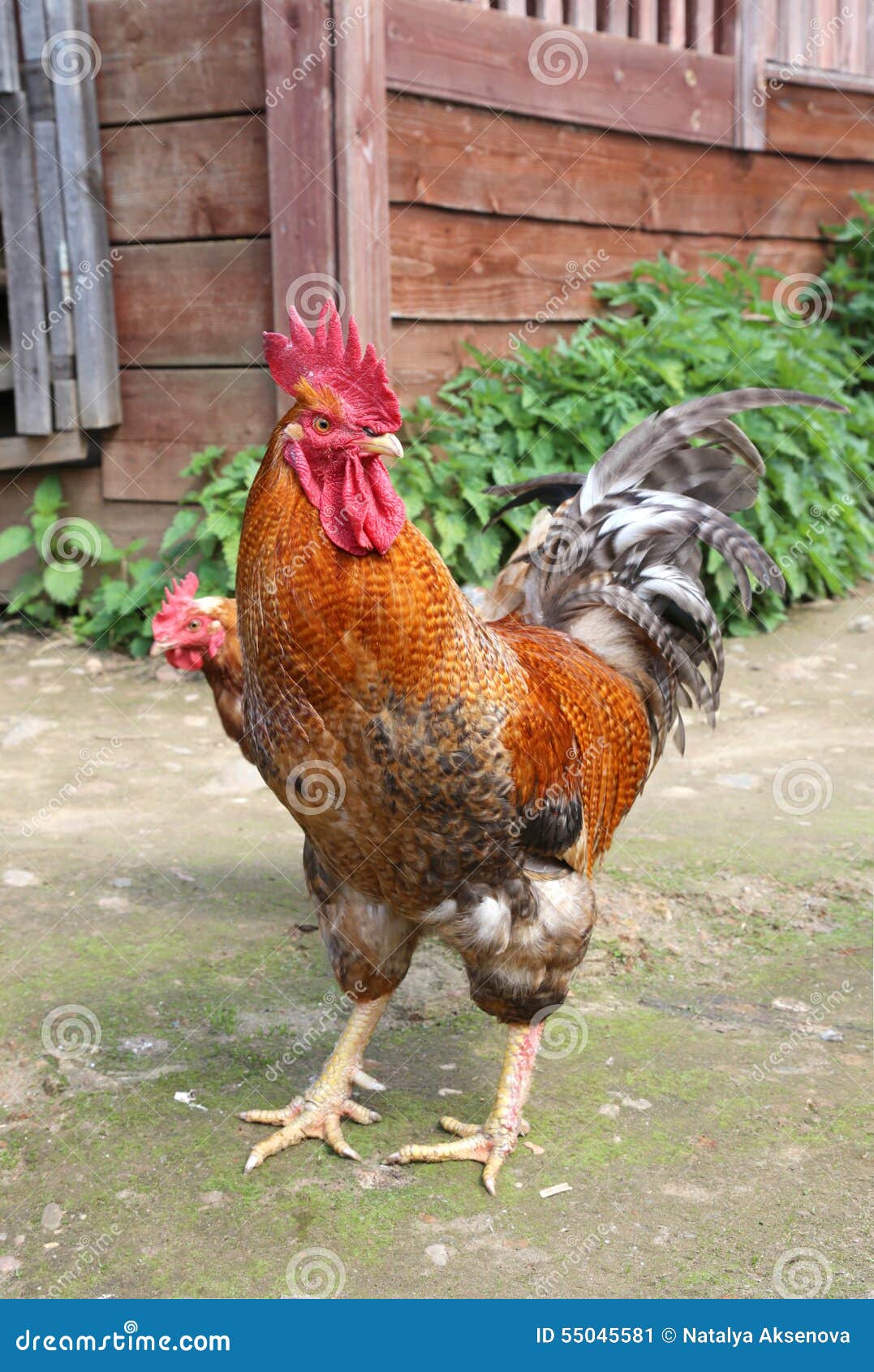 Galo bonito imagem de stock. Imagem de fazenda, alimento - 55045581