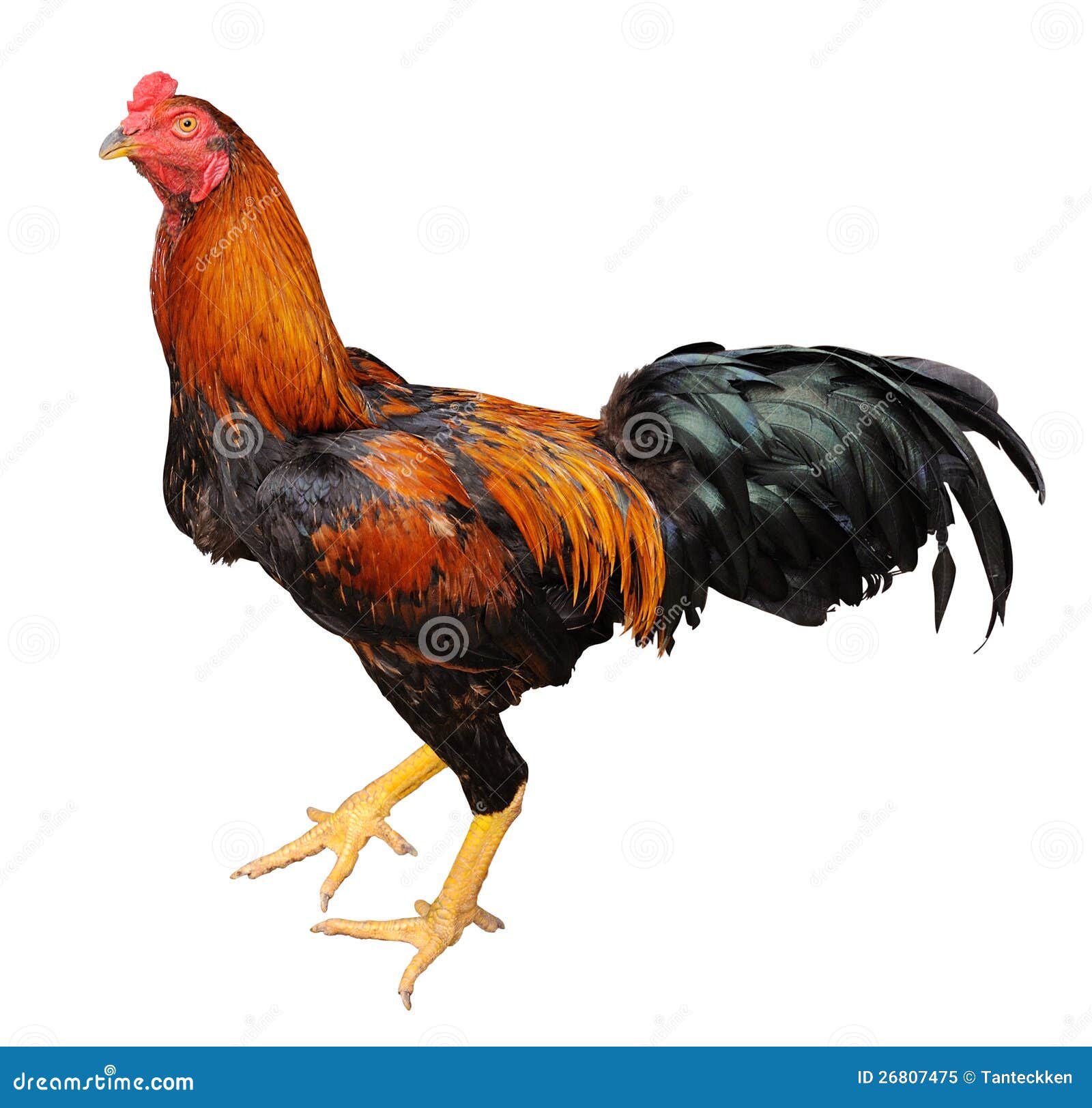 Galo colorido imagem de stock. Imagem de fazenda, cultivar - 26807475