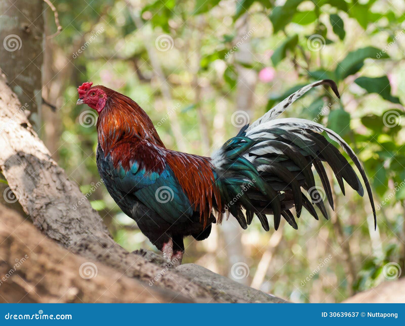 Galo colorido imagem de stock. Imagem de animal, fazenda - 30639637