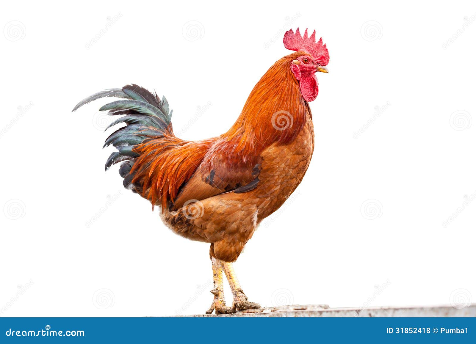 Galo Colorido No Fundo Branco Foto de Stock - Imagem de salto, carne ...