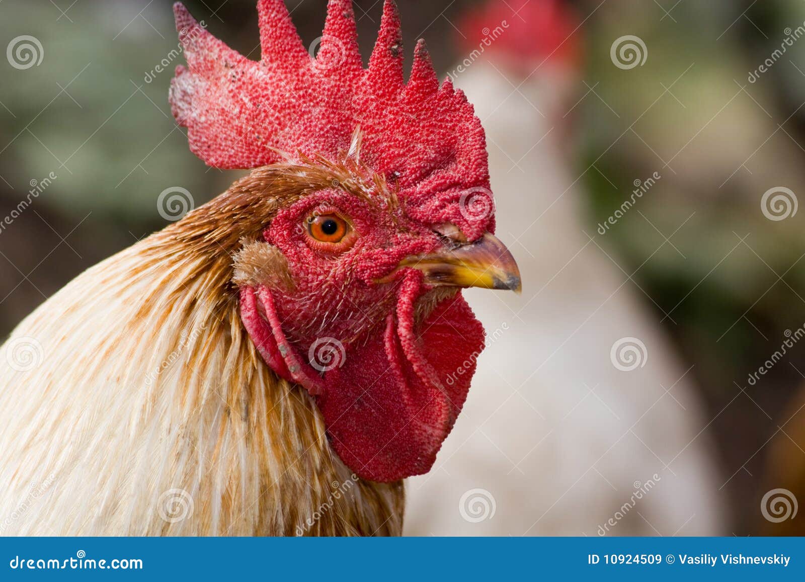 Galo, domesticus do Gallus imagem de stock. Imagem de macho - 10924509