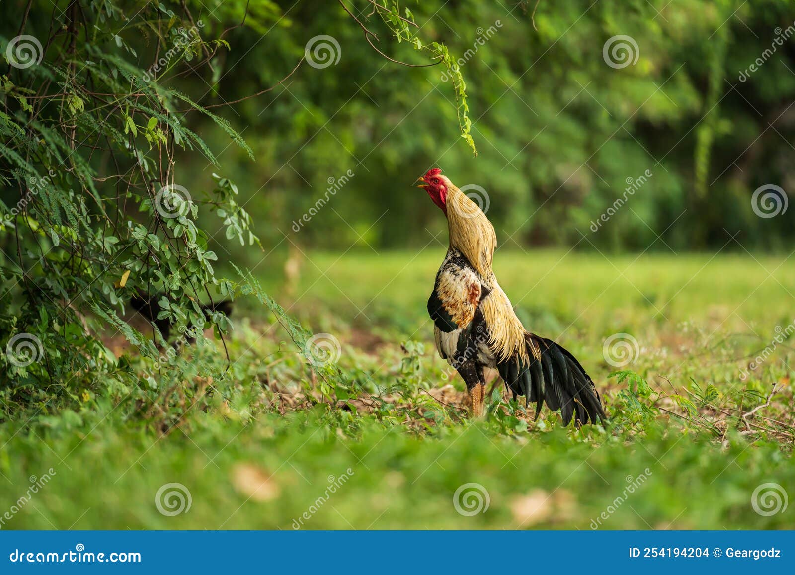 Galo-galo No Campo De Grama Foto de Stock - Imagem de fazenda, torneira: 254194204