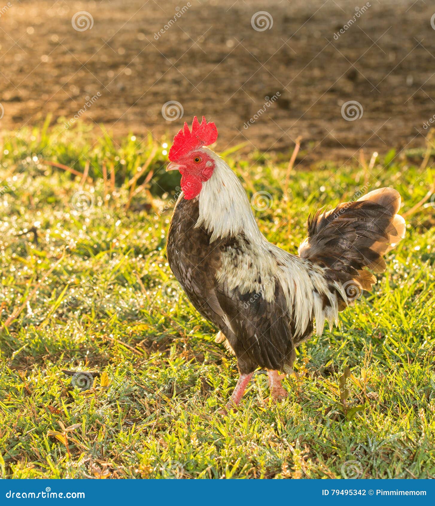Galo pequeno no amanhecer foto de stock. Imagem de vista - 79495342