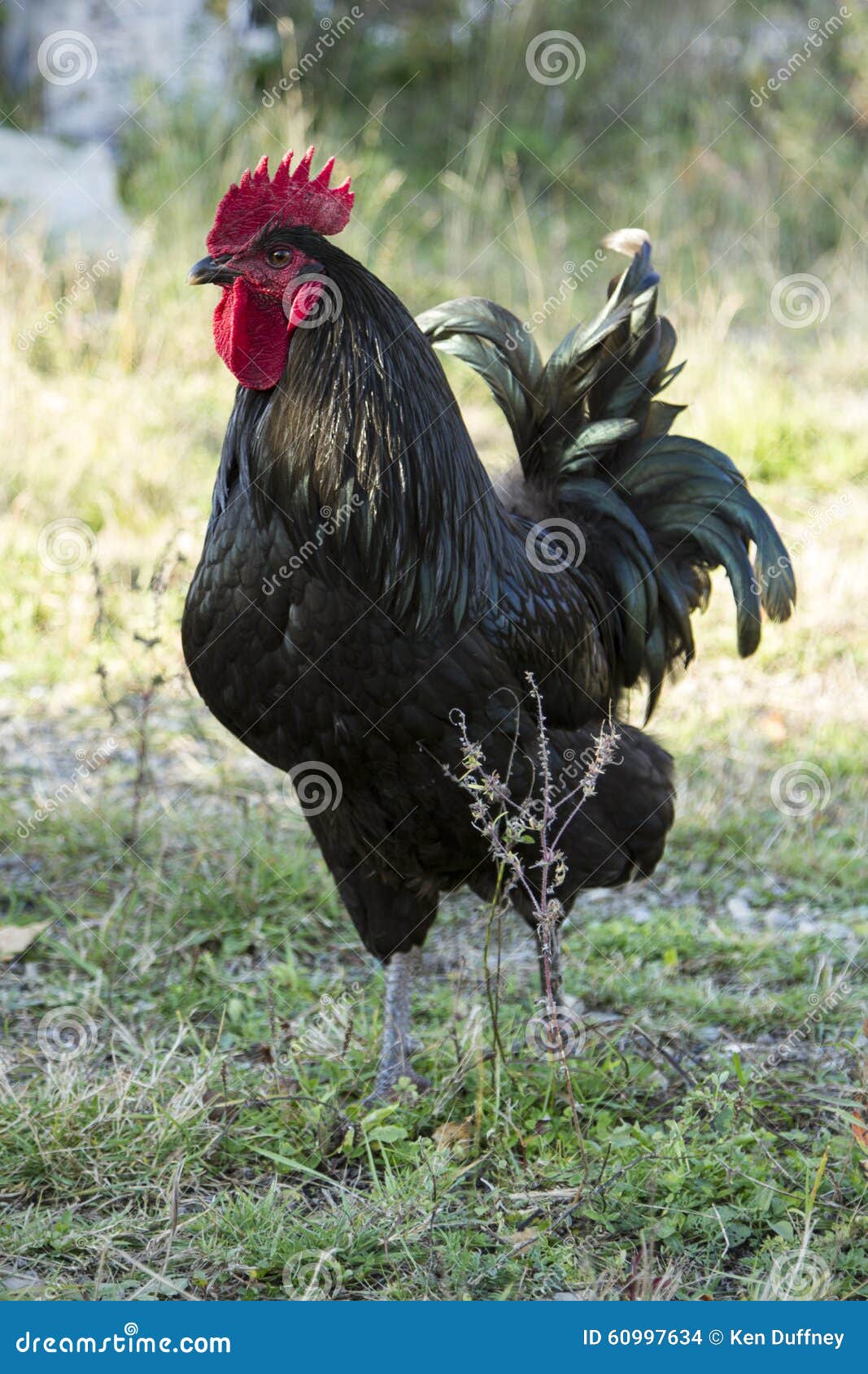 Galo preto foto de stock. Imagem de livre, agricultura - 60997634