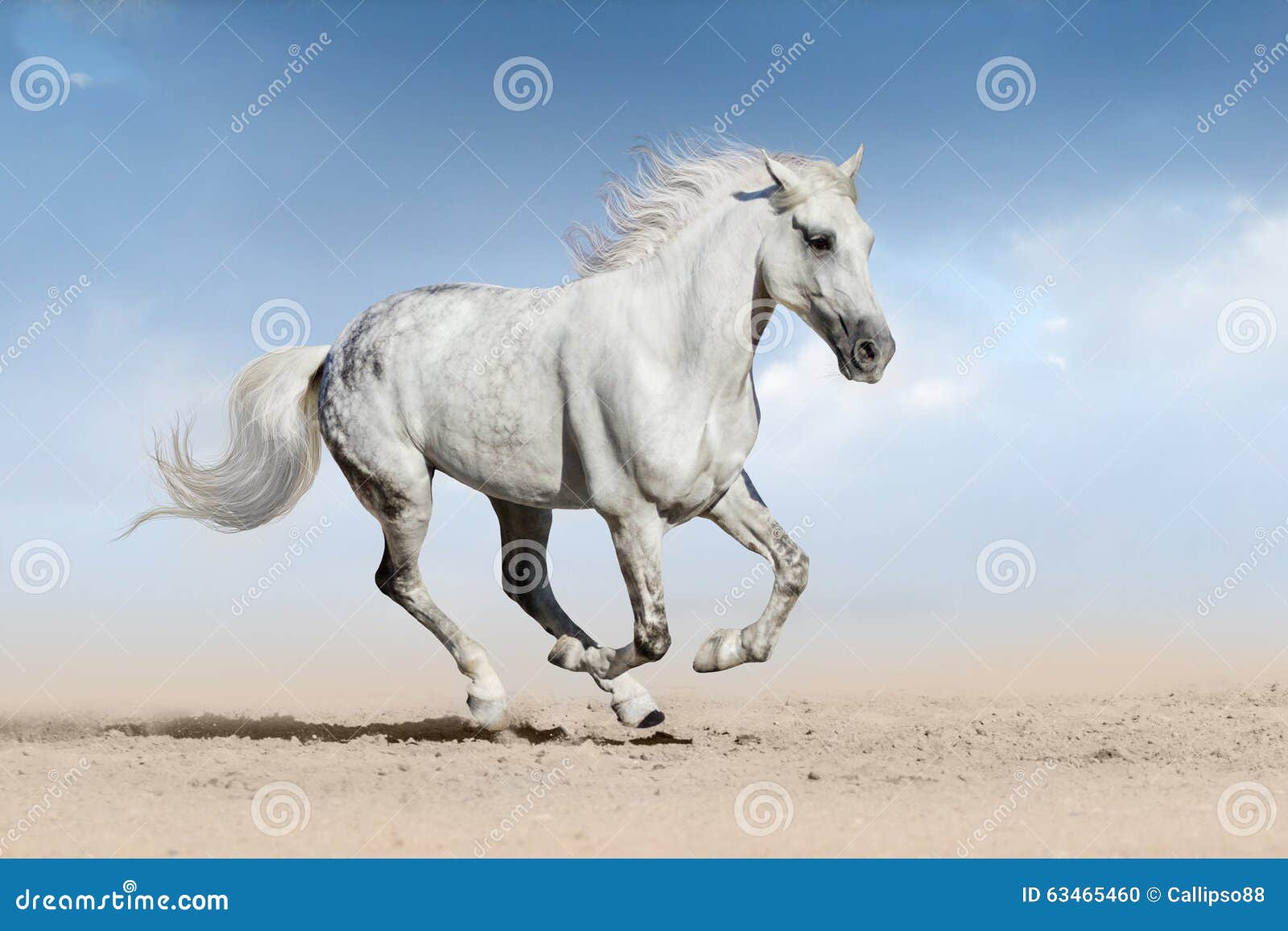 Galop de course de cheval photo stock. Image du liberté - 63465460