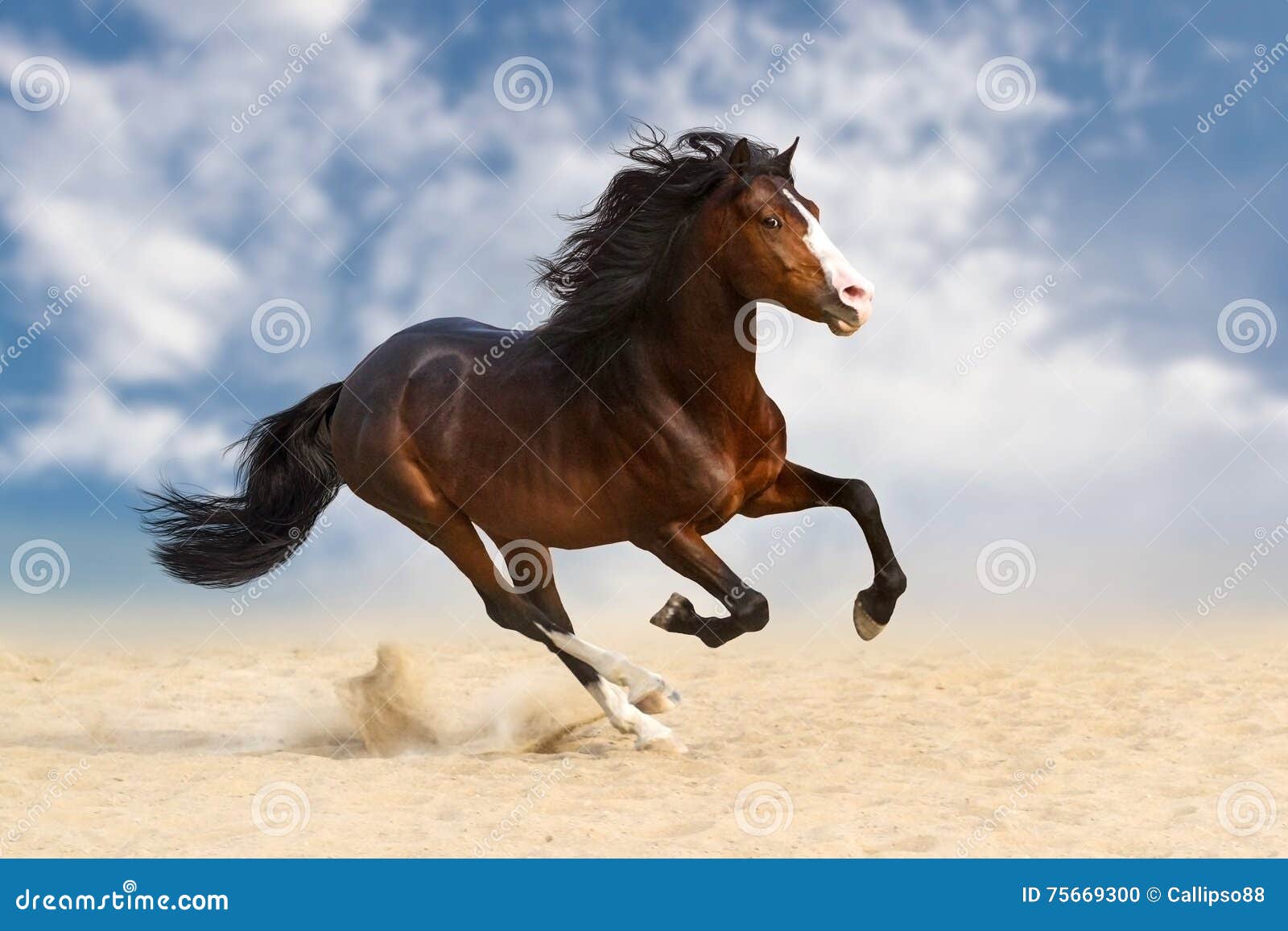 Galop De Course De Cheval De Baie Photo stock - Image du étalon ...