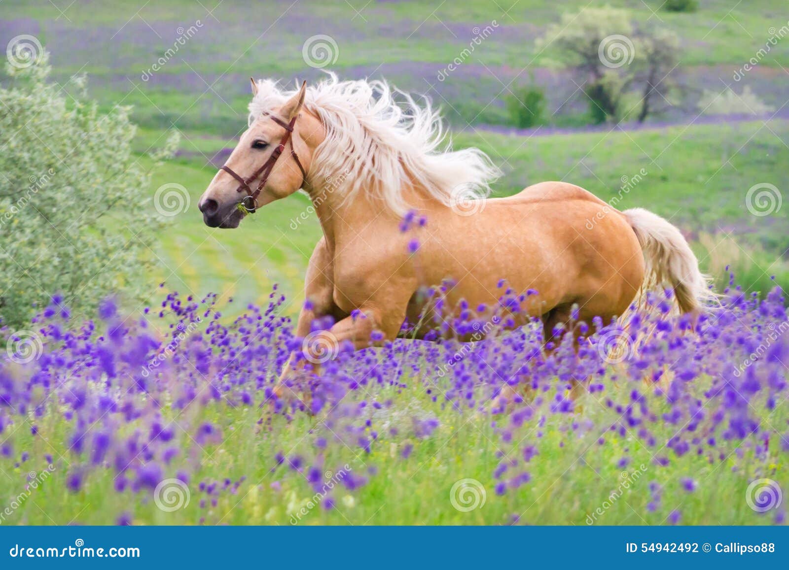 Galop De Course De Cheval De Palomino Photo stock - Image du crème ...