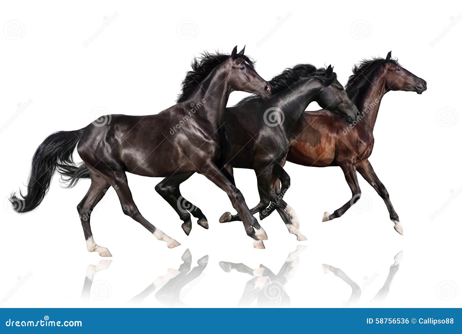 Galop De Course De Trois Chevaux Photo stock - Image du tony, tête ...