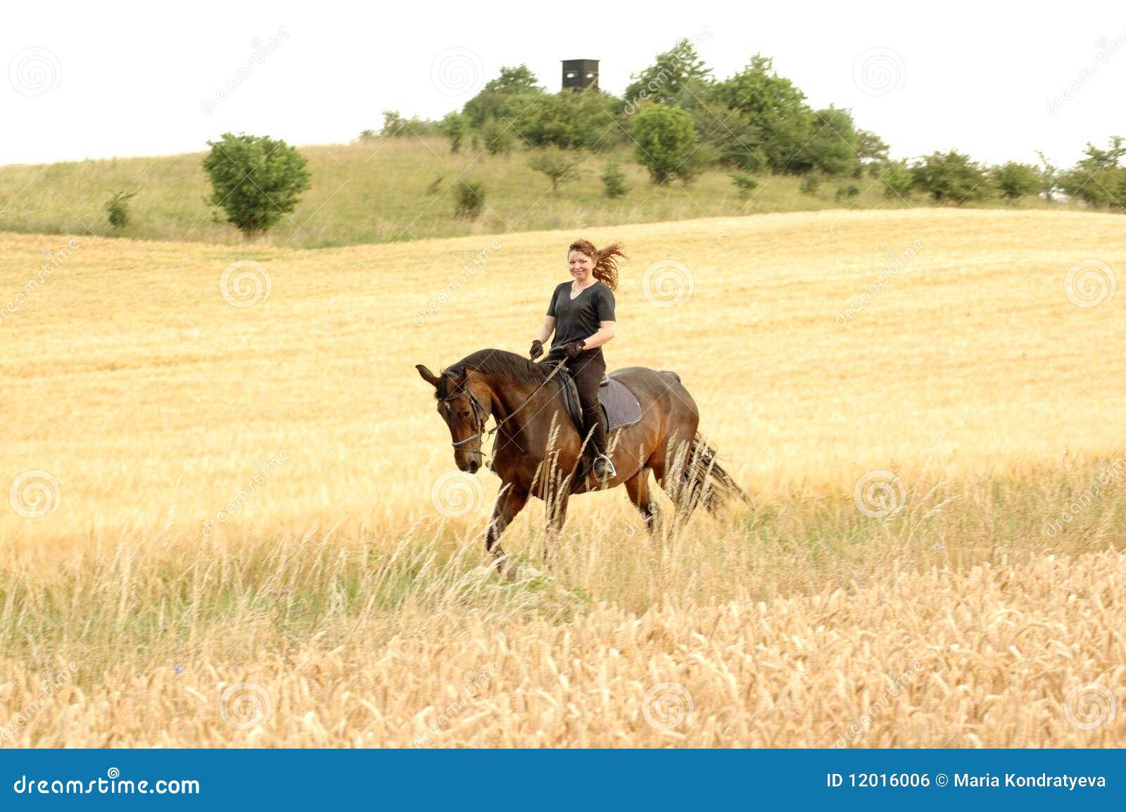 Galope. foto de archivo. Imagen de ocio, paseo, corriendo - 12016006