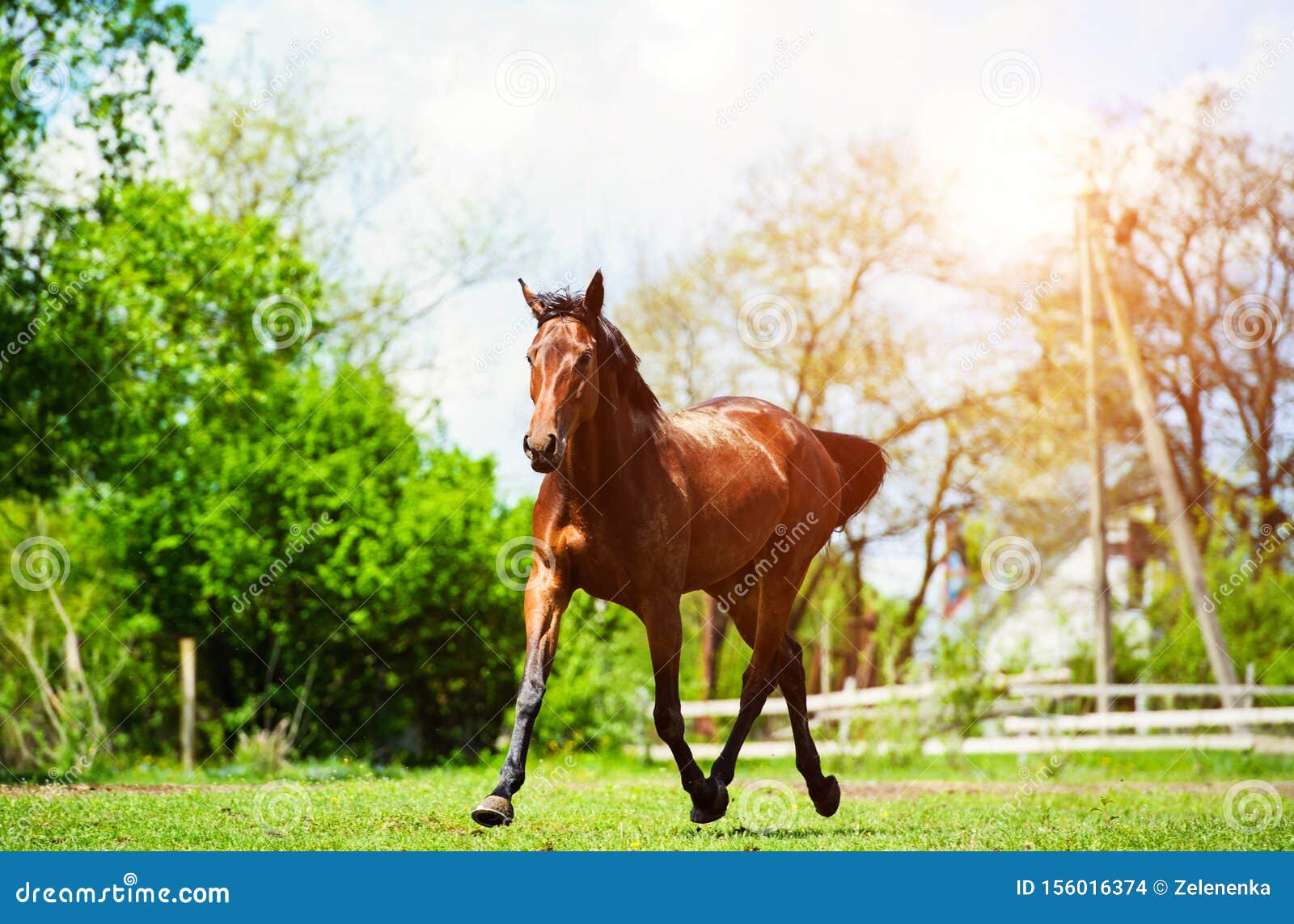 Galope correndo em campo foto de stock. Imagem de selvagem - 156016374