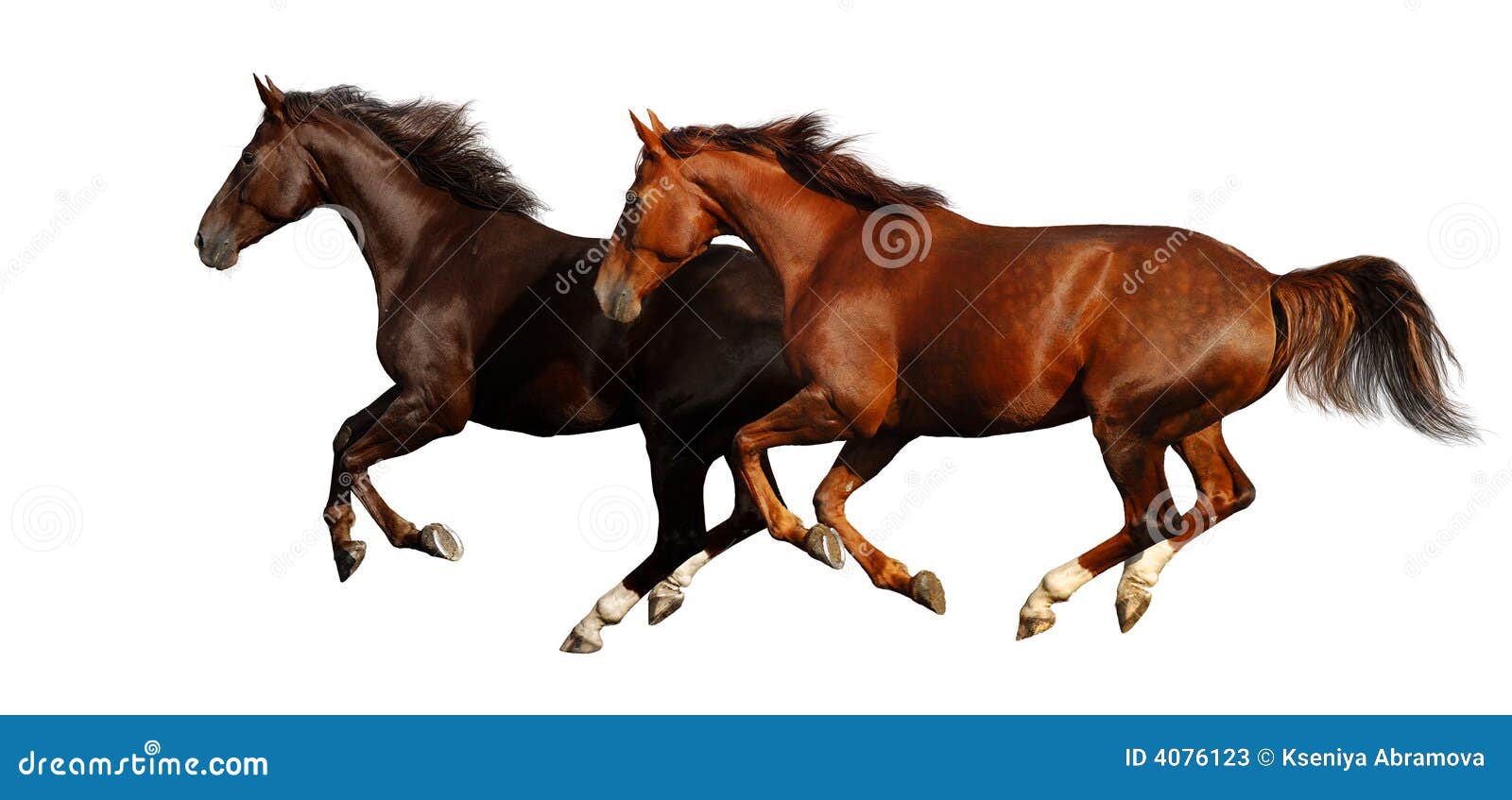 Galope De Los Caballos De Budenny Imagen de archivo - Imagen de animal ...