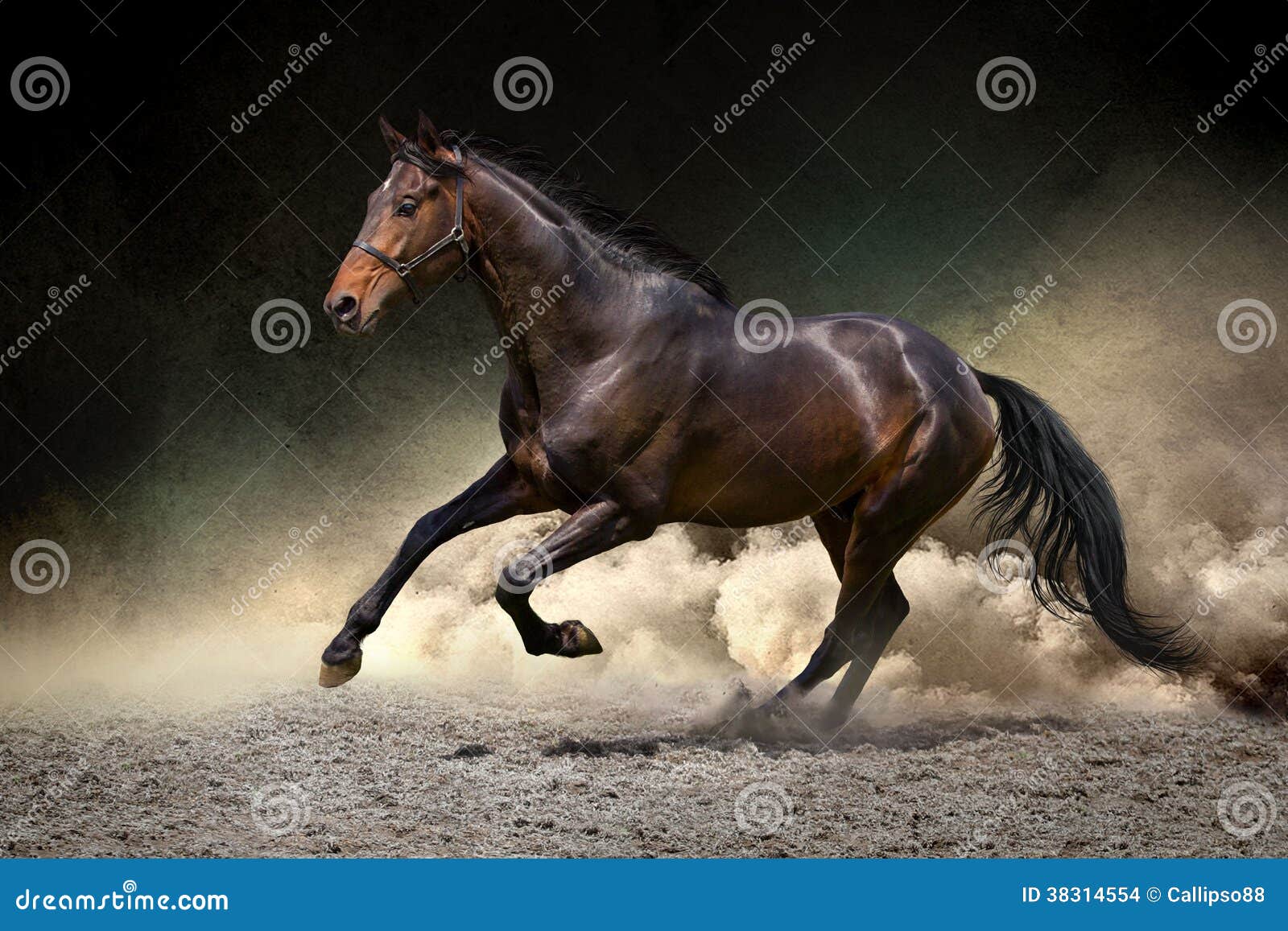 Galope Del Caballo En Desierto Foto de archivo - Imagen de libre ...