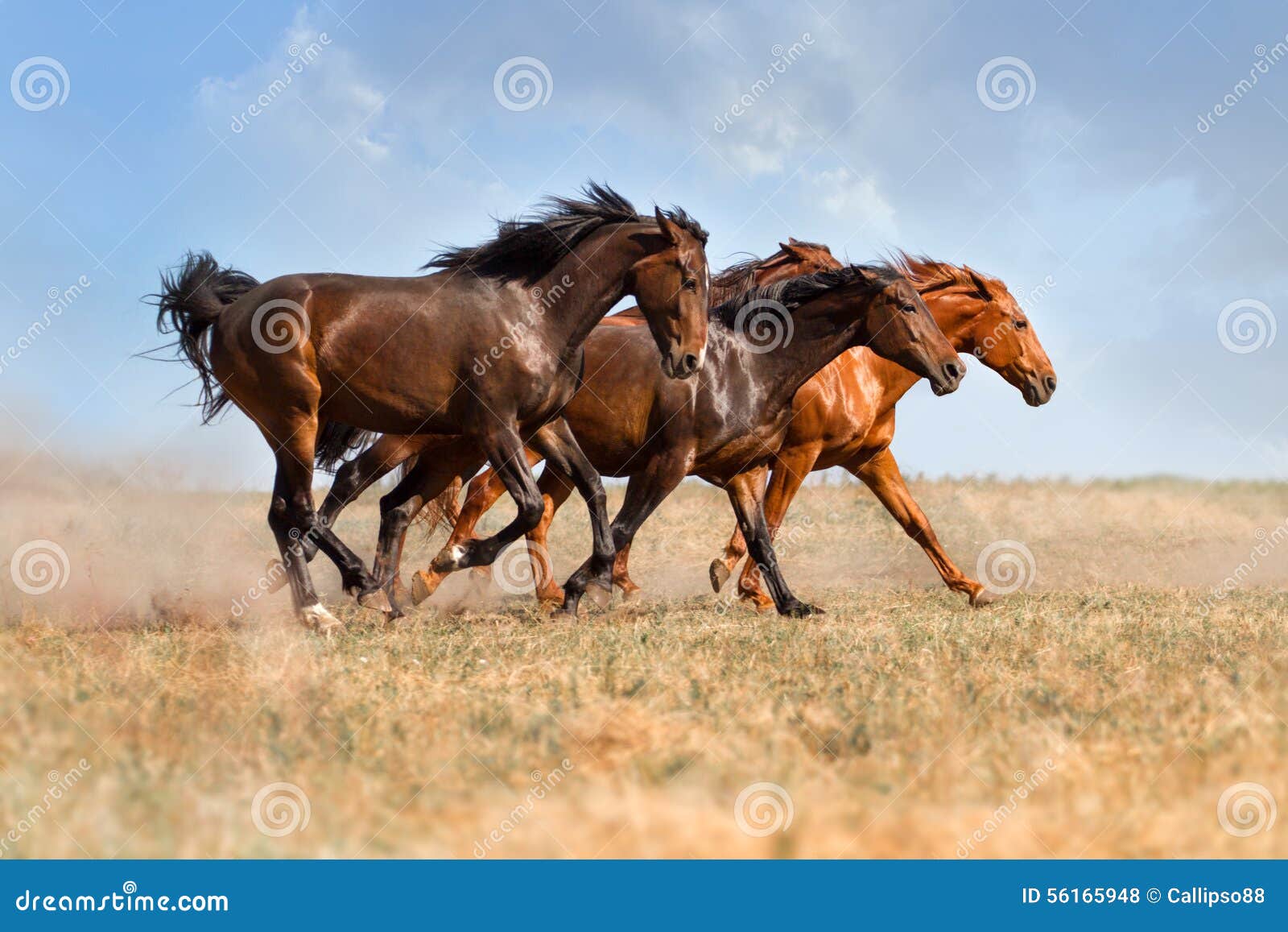 Galope Del Funcionamiento Del Caballo Foto de archivo - Imagen de ...