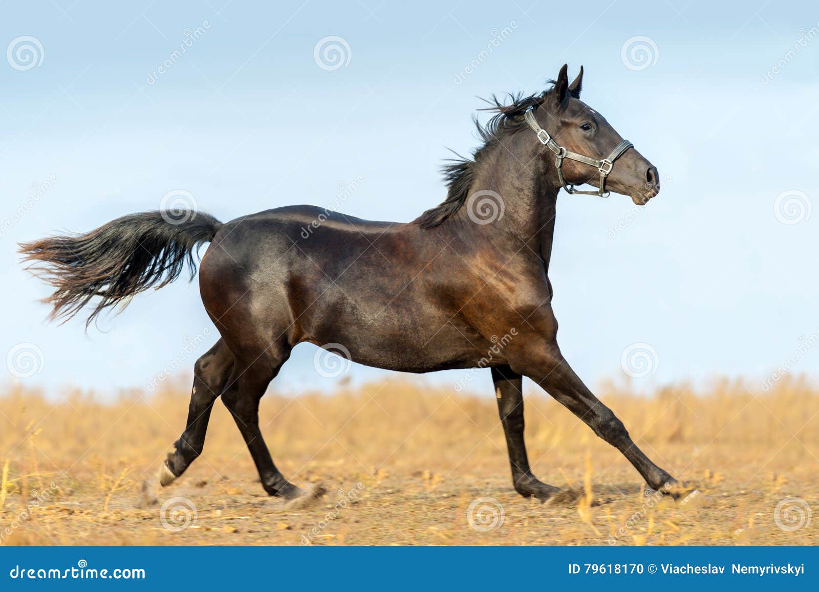 Galope Del Funcionamiento Del Caballo Foto de archivo - Imagen de ...