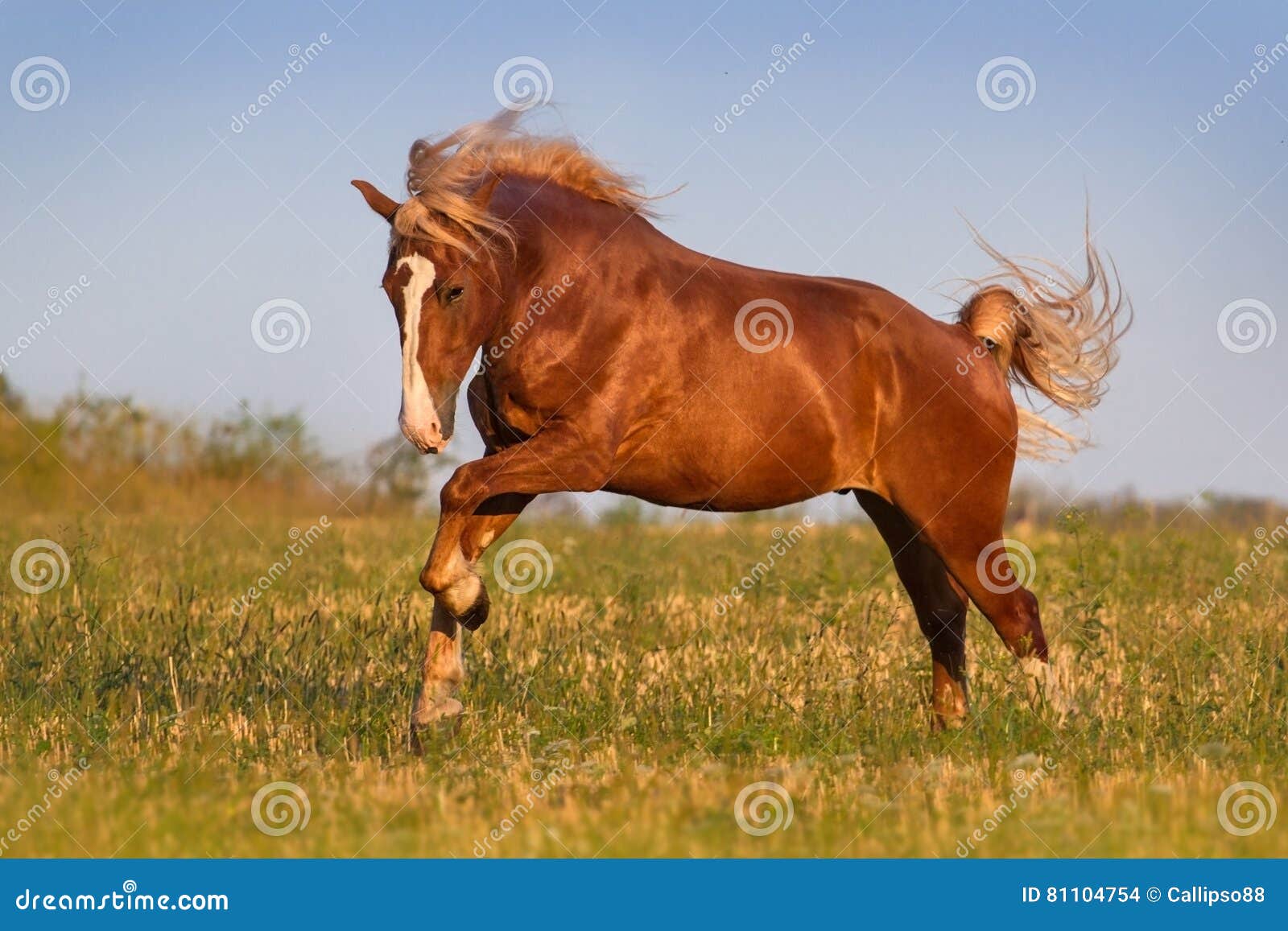 Galope Del Funcionamiento Del Caballo Foto de archivo - Imagen de ...