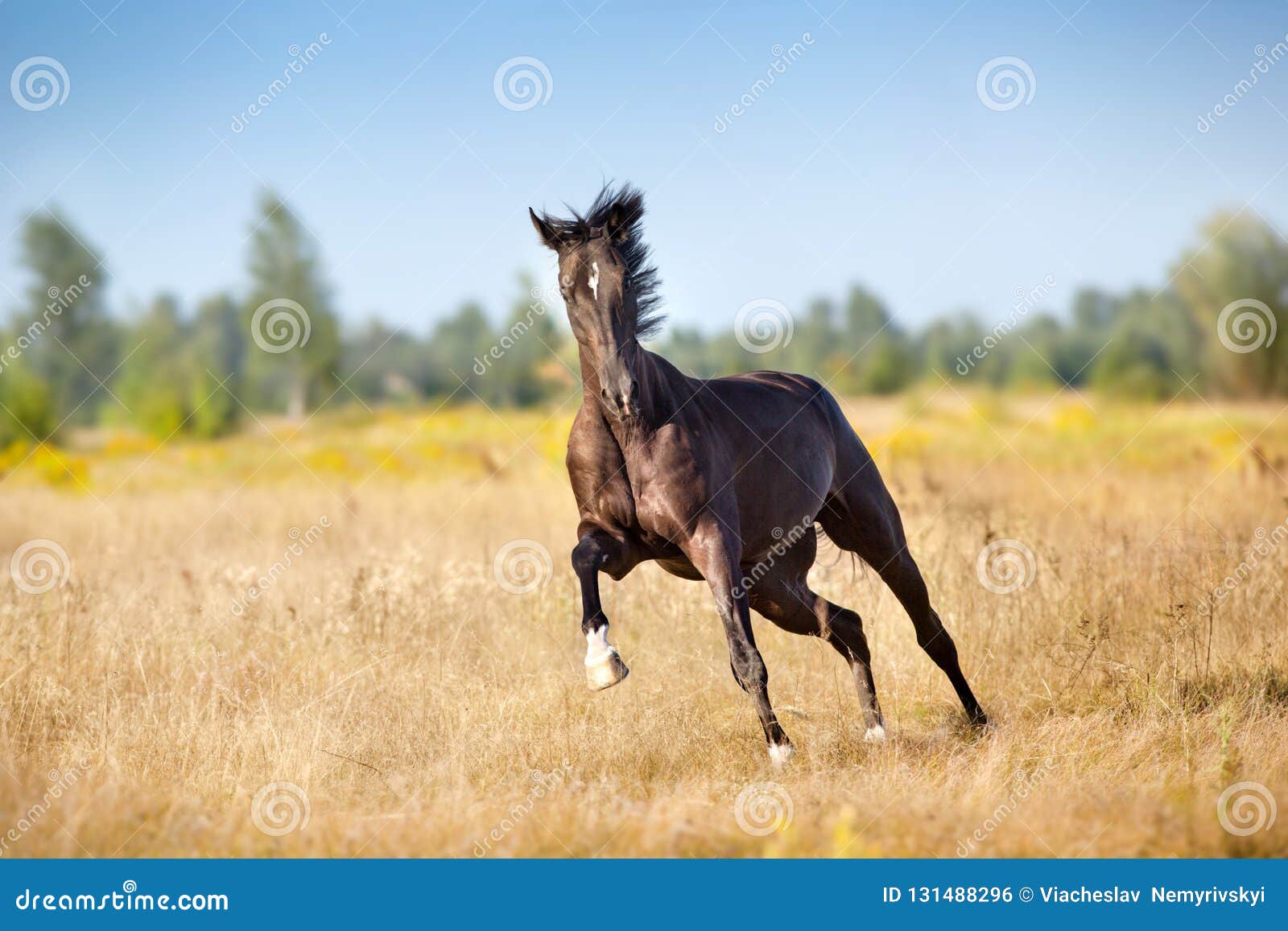 Galope preto do cavalo foto de stock. Imagem de castanha - 131488296