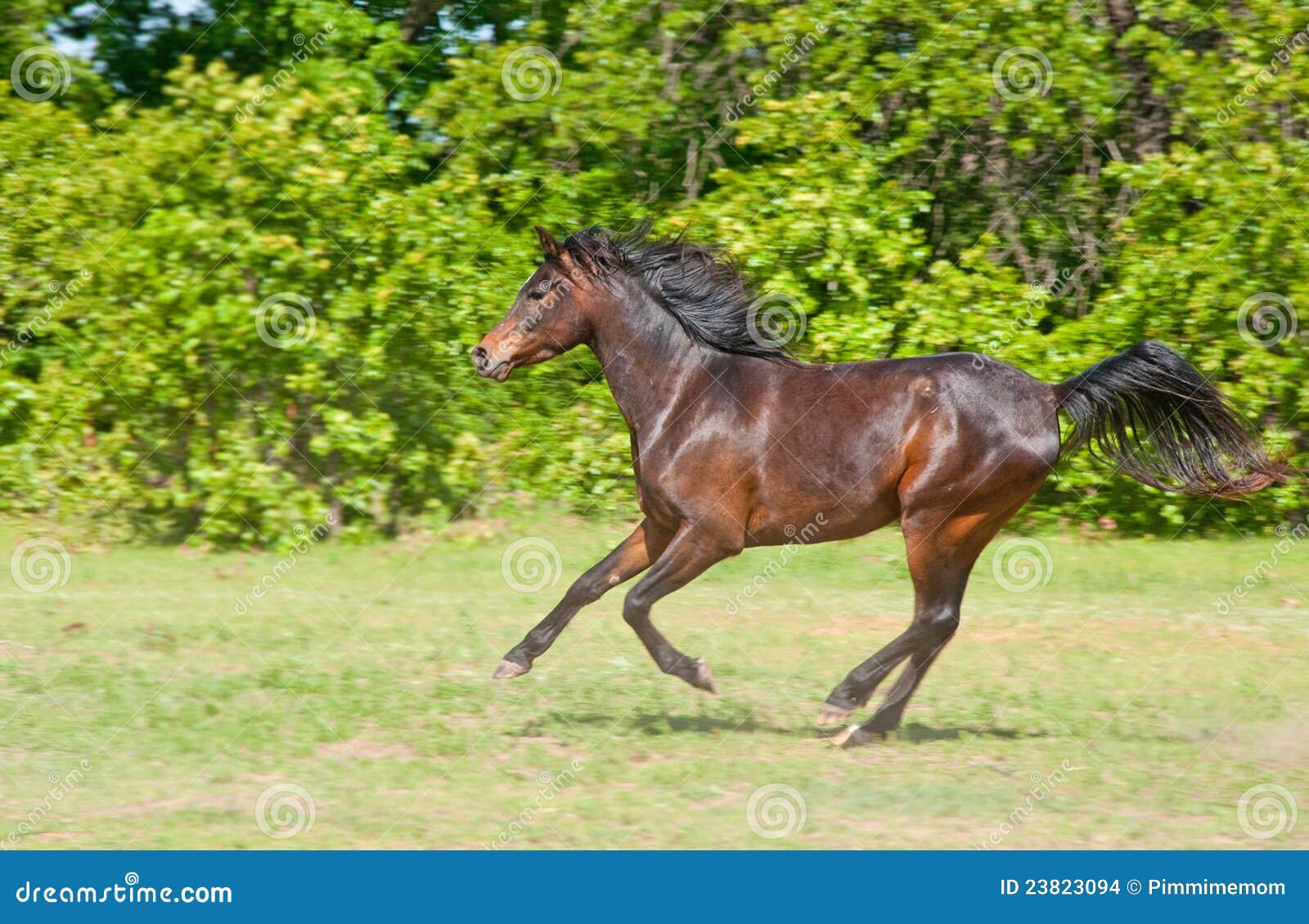 Galoper Arabe De Cheval De Beau Compartiment Foncé Photo stock - Image ...