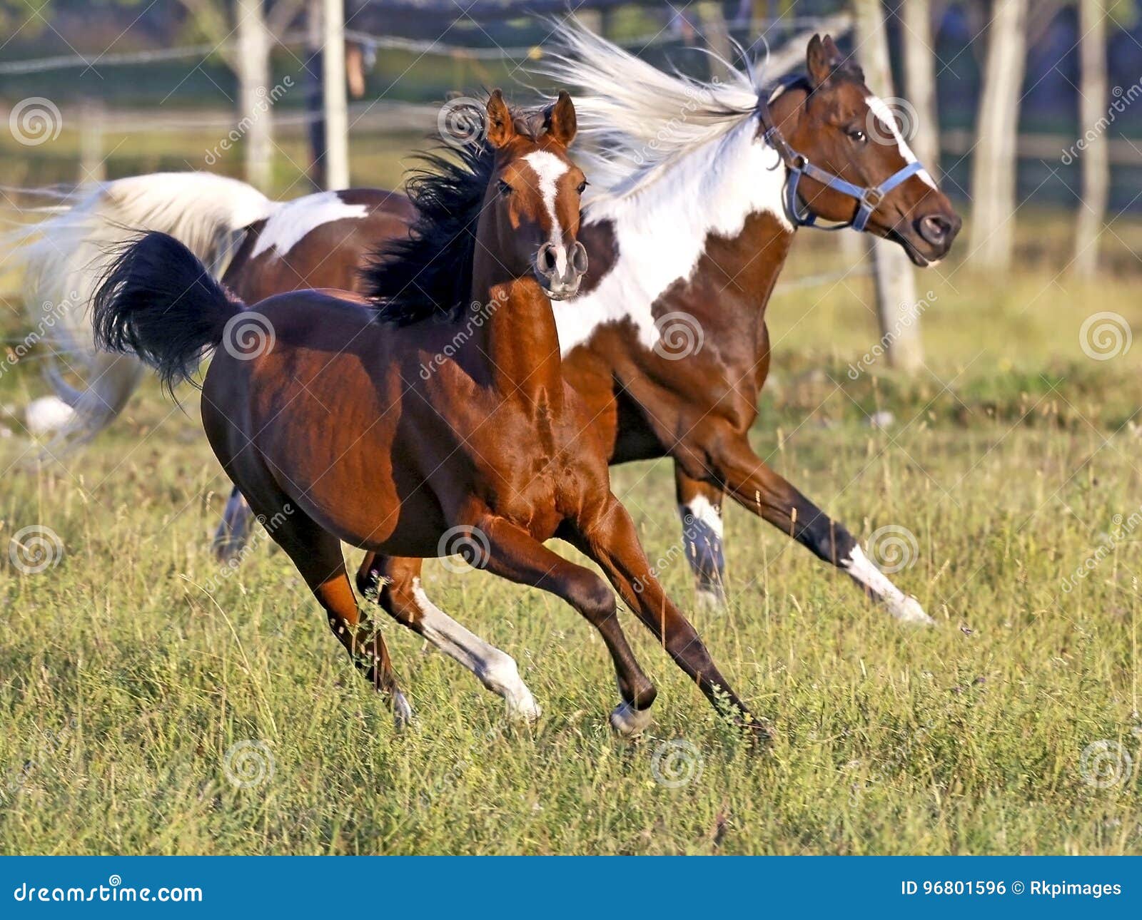 Galoppare dei due cavalli fotografia stock. Immagine di divertimento ...