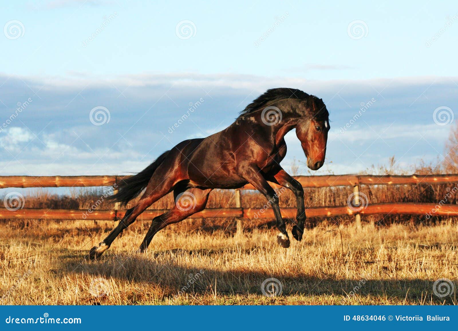 Galoppare Dello Stallone Della Baia Fotografia Stock - Immagine di ...