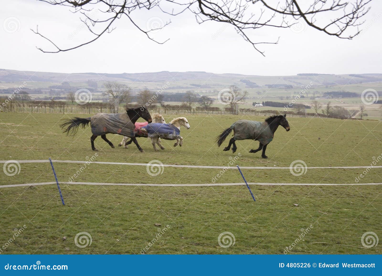 Galoppierende Pferde Und Ponys Stockfoto - Bild von kalt, pony: 4805226
