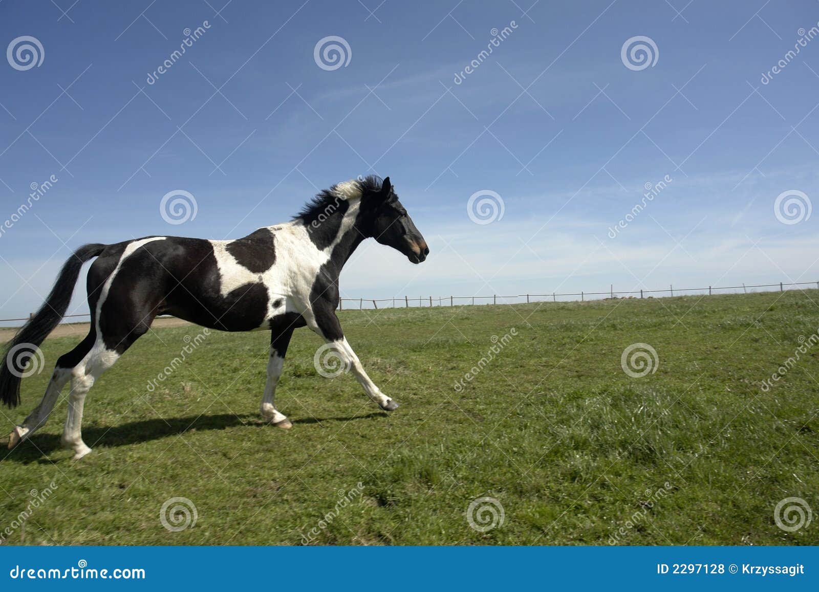 Galoppierendes Pferd stockfoto. Bild von schnell, gedankenstrich - 2297128