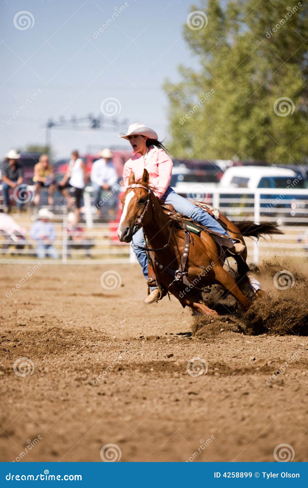 Galoppierendes Pferd redaktionelles stockbild. Bild von herbert - 4258899