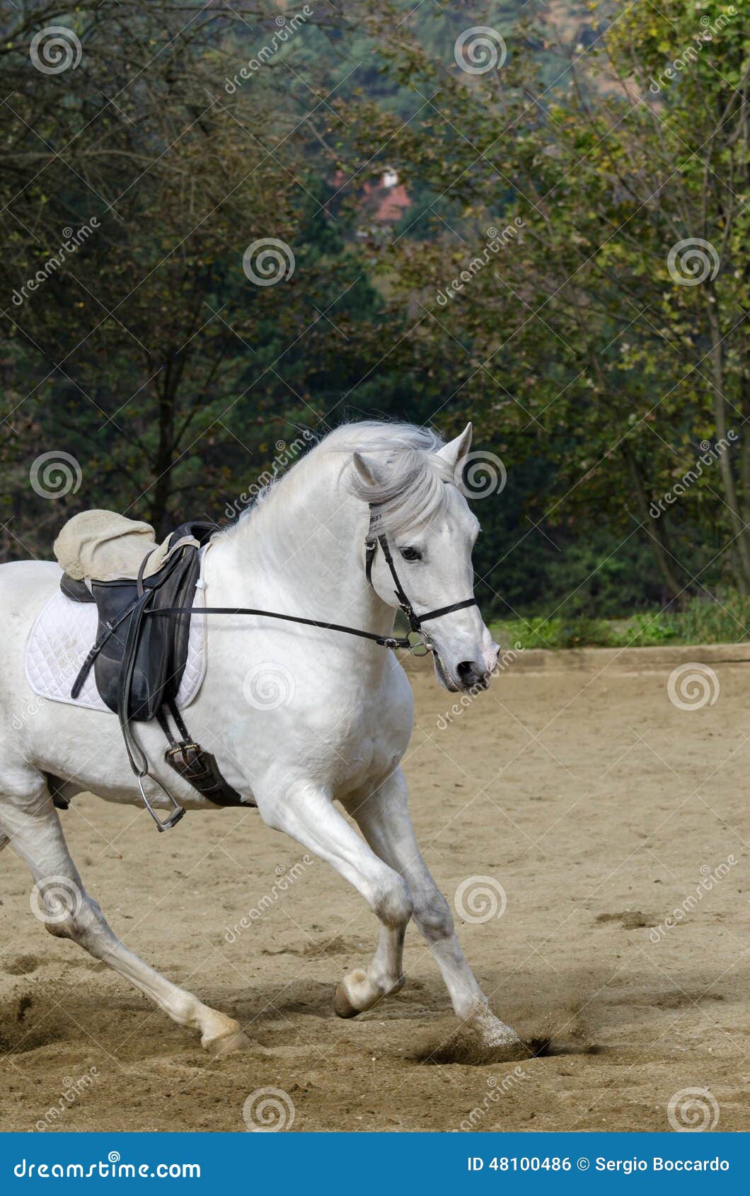 Galoppierendes Pferd stockfoto. Bild von auge, tier, nave - 48100486