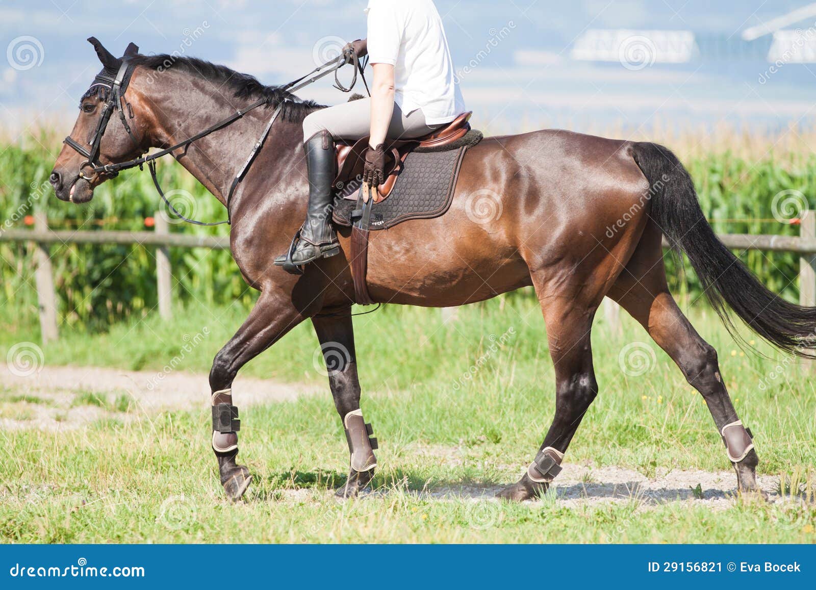 Galoppierendes Pferd Des Reiters Stockbild - Bild von aktivität, braun ...