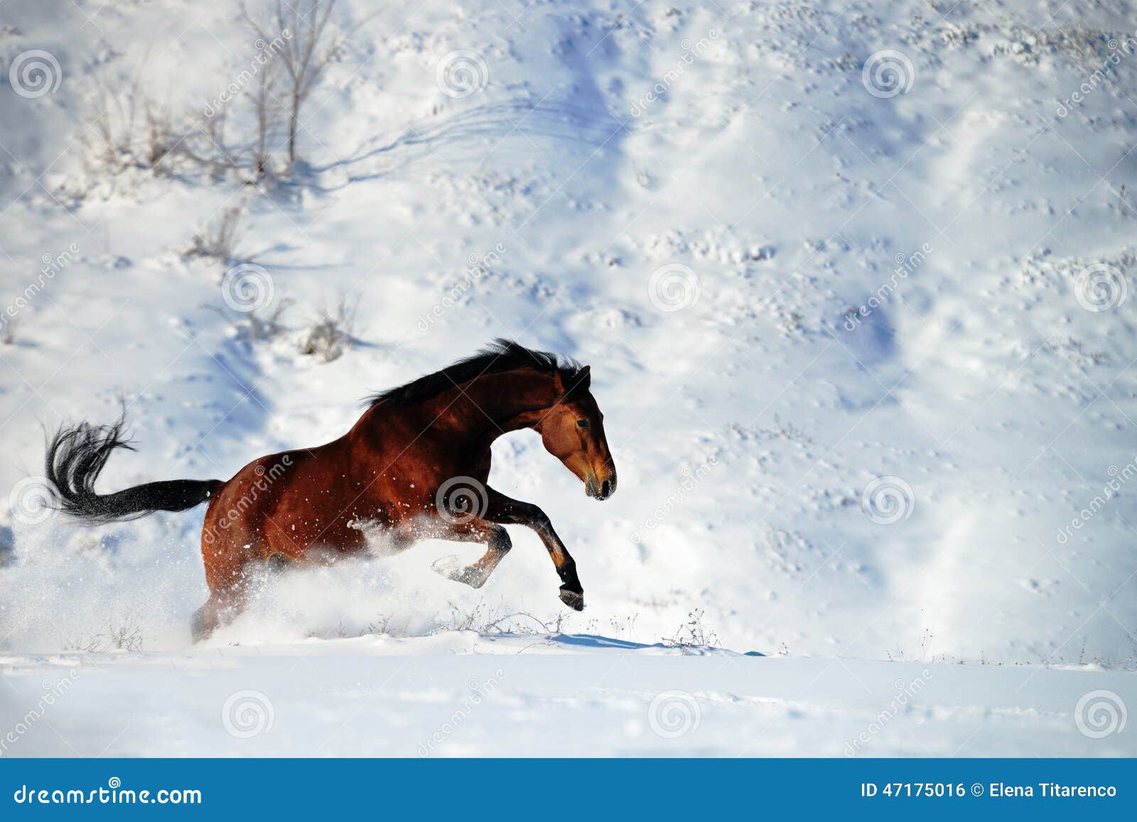 Galoppierendes Pferd Im Schneewinter Stockfoto - Bild von pferdeartig ...