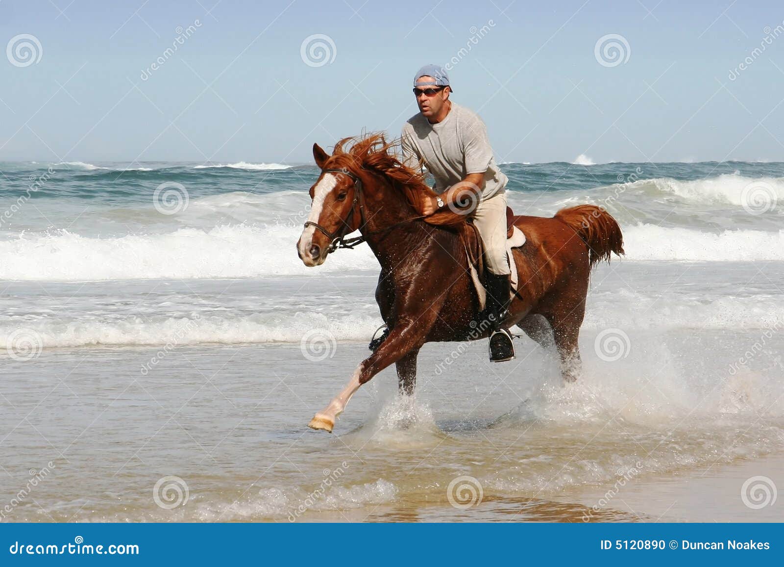 Galoppierendes Pferd am Strand Stockfoto - Bild von pferd, sport: 5120890