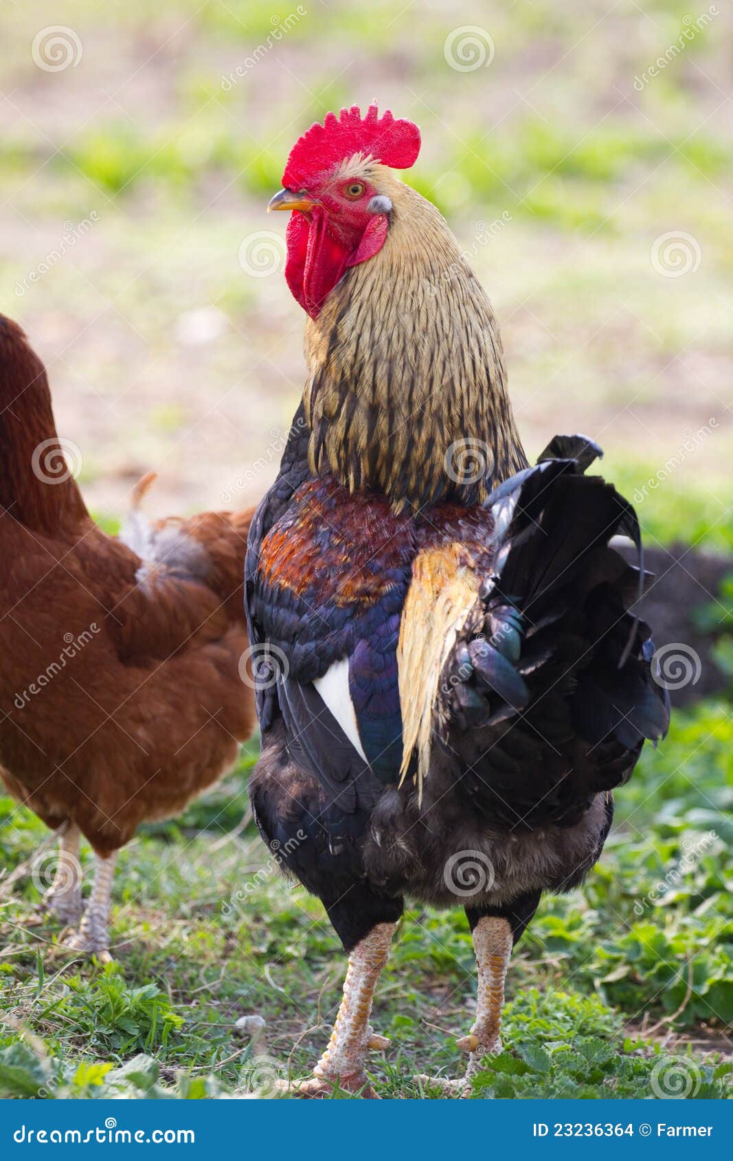 Galos bonitos foto de stock. Imagem de bonito, grande - 23236364