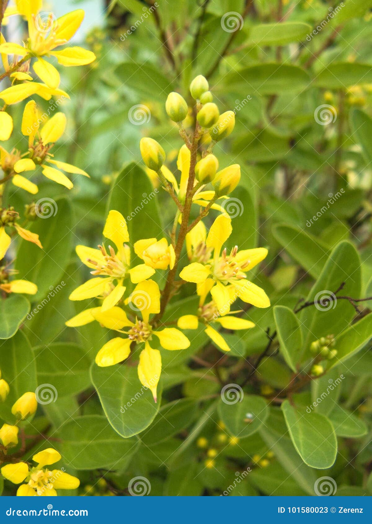 Galphimia Thryallis glauca obraz stock. Obraz złożonej z tło - 101580023