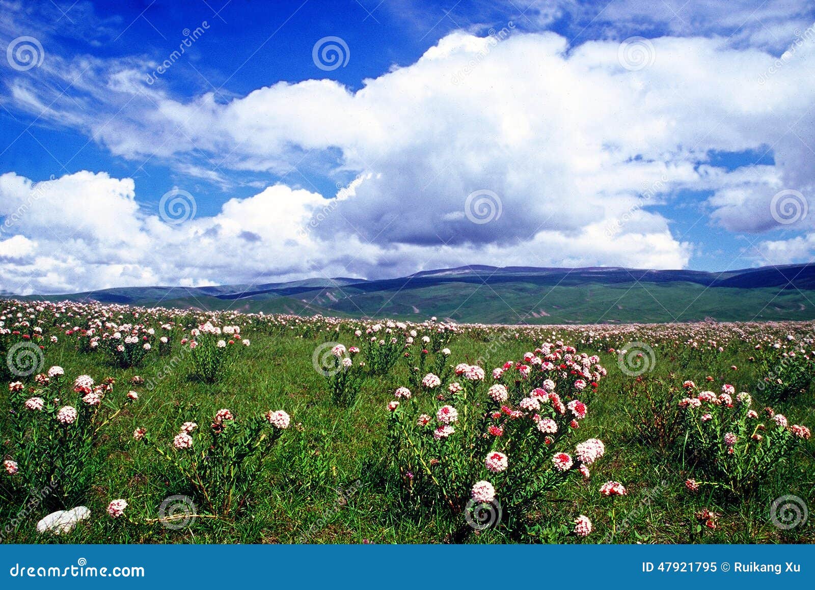 Galsang Flowers in Full Bloom Stock Image - Image of chicks, autumn ...