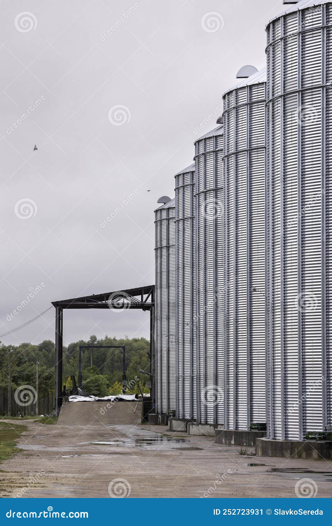 Galvanized Steel Silos for Grain Storage. Access Road for Unloading ...