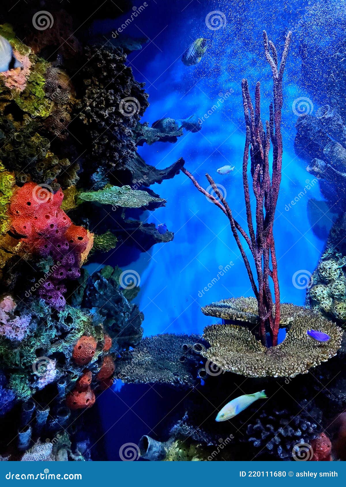 Galveston Texas ocean editorial image. Image of ocean - 220111680