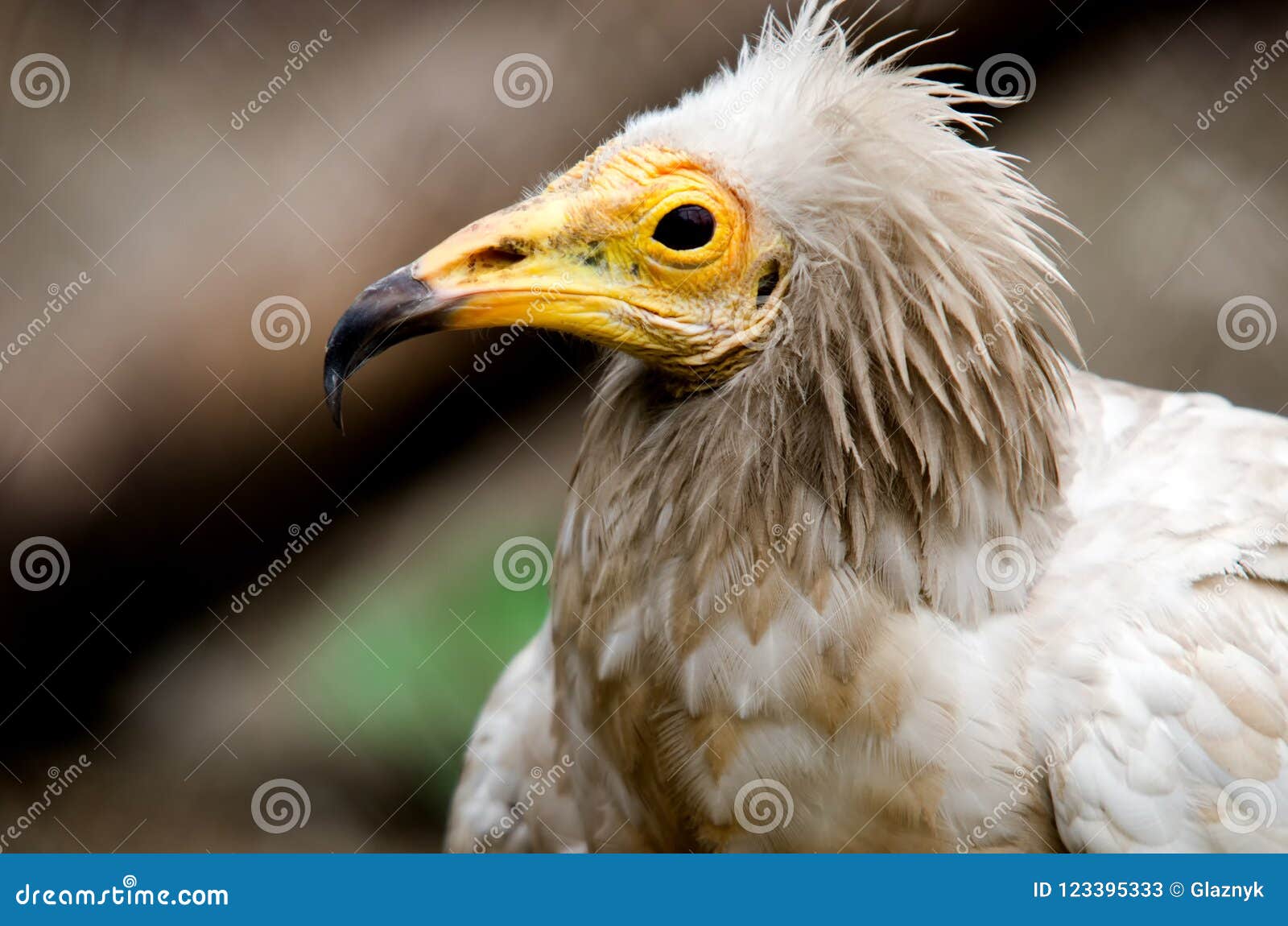 Gam fotografering för bildbyråer. Bild av angus, djurliv - 123395333