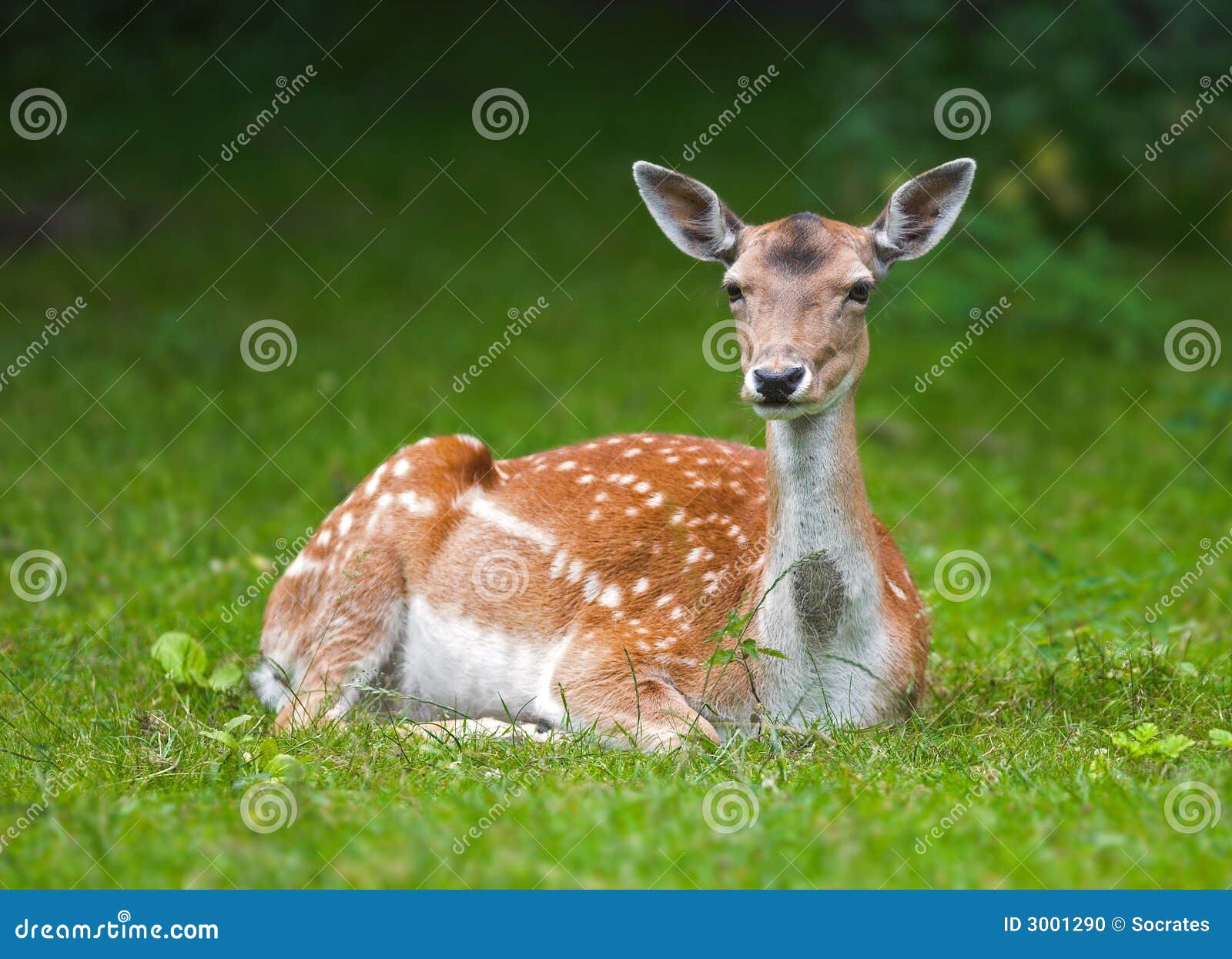 Gama - Ciervo Foto de archivo - Imagen: 3001290