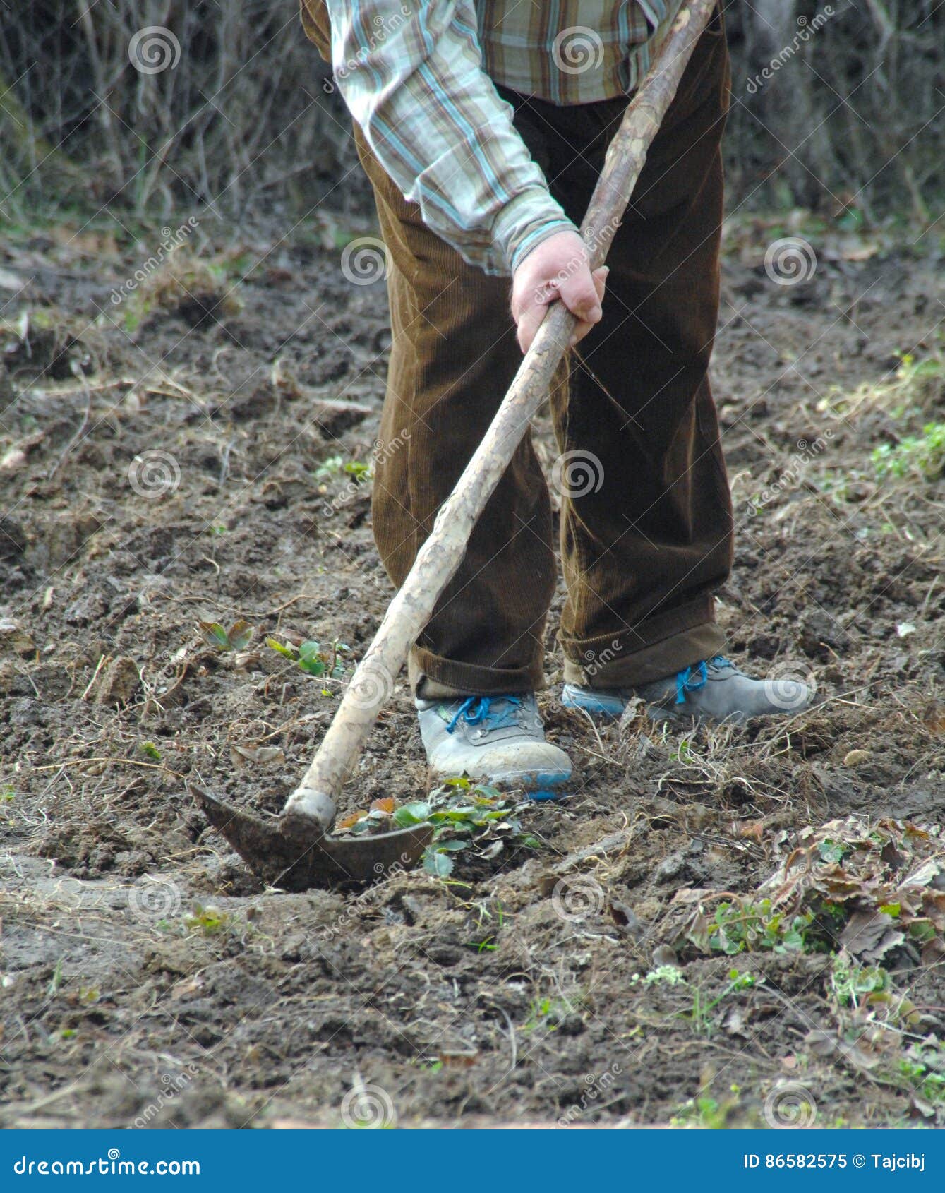 Gamal Manarbete Med Hackan Som Praparing Fotografering för Bildbyråer ...