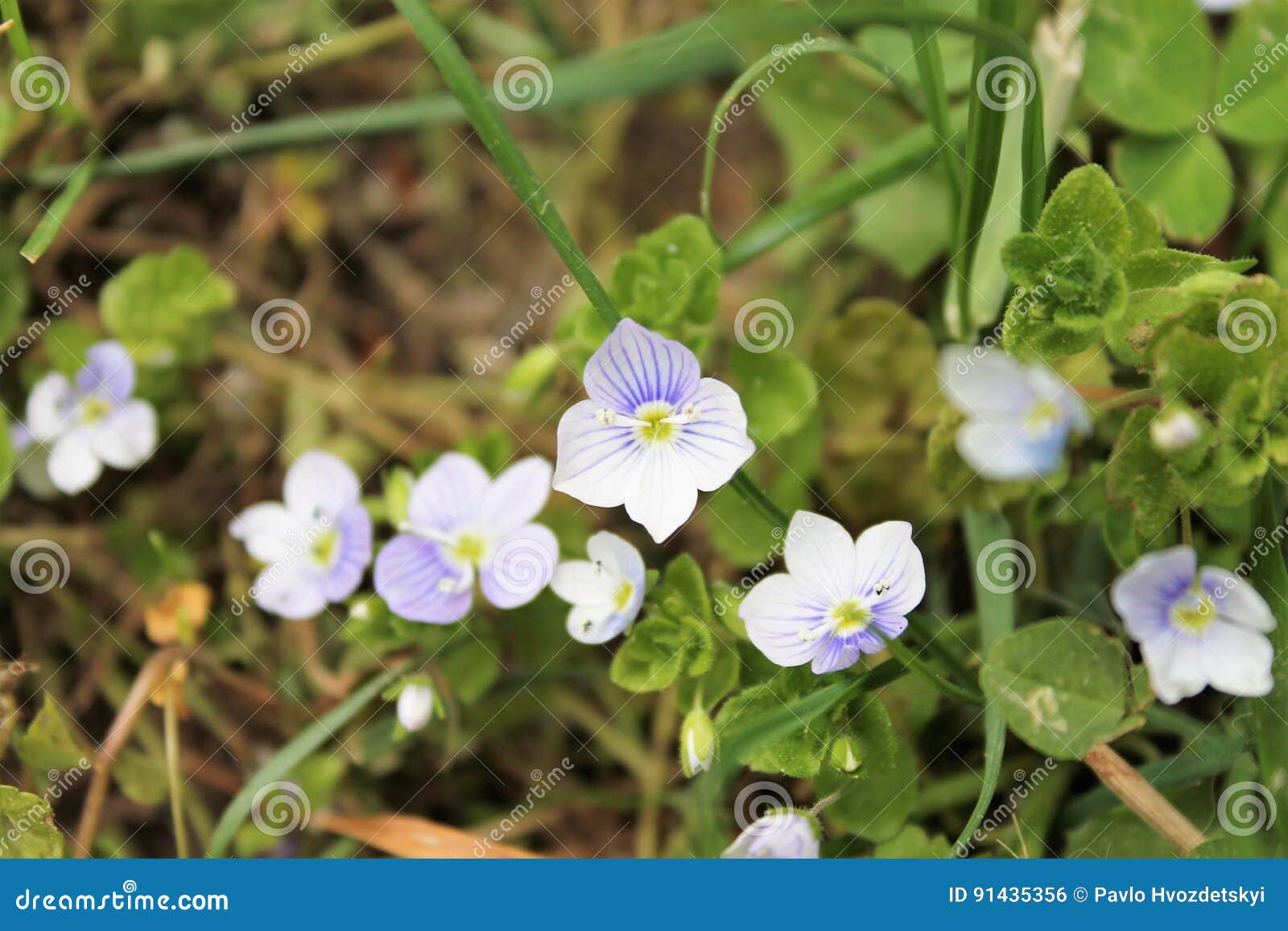 Gamander-Ehrenpreis-Veronica-chamaedrys Stockfoto - Bild von blau ...