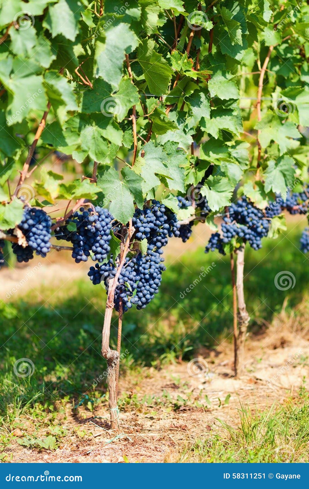Gamay-Traube stockbild. Bild von traube, frucht, gesund - 58311251