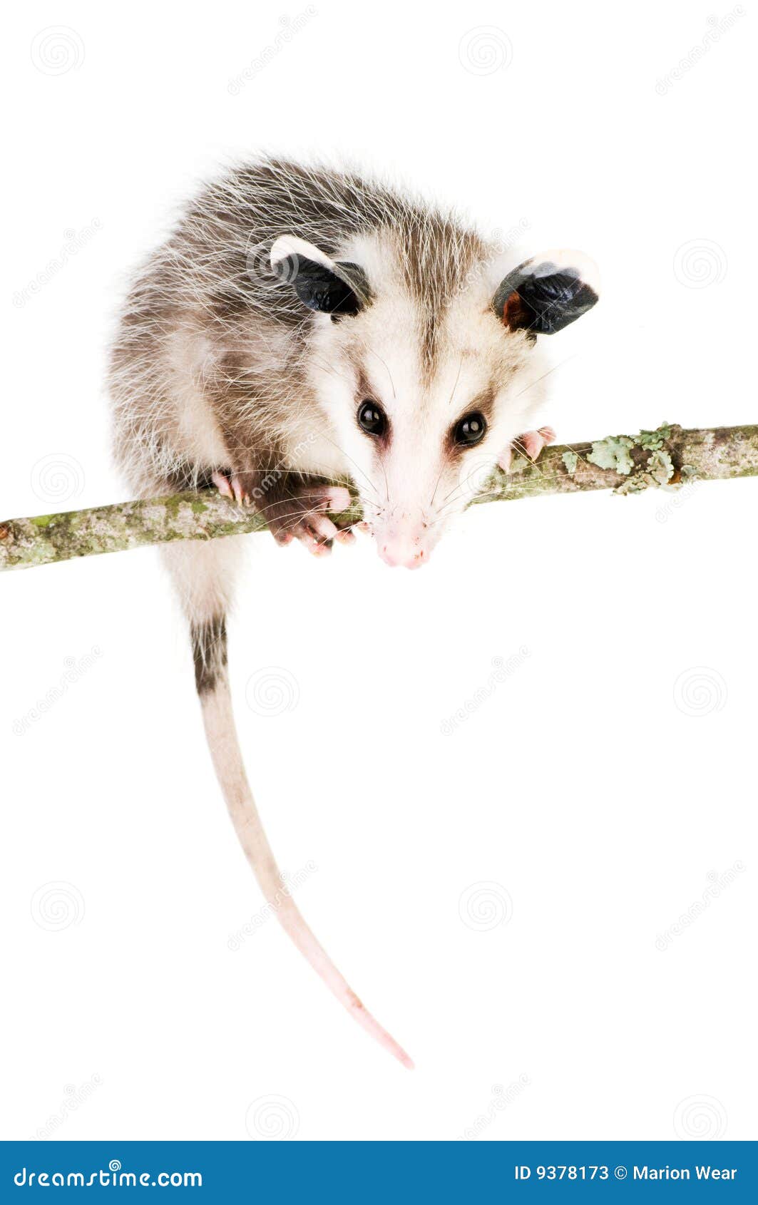 Gambá comum imagem de stock. Imagem de vara, isolado, animal - 9378173