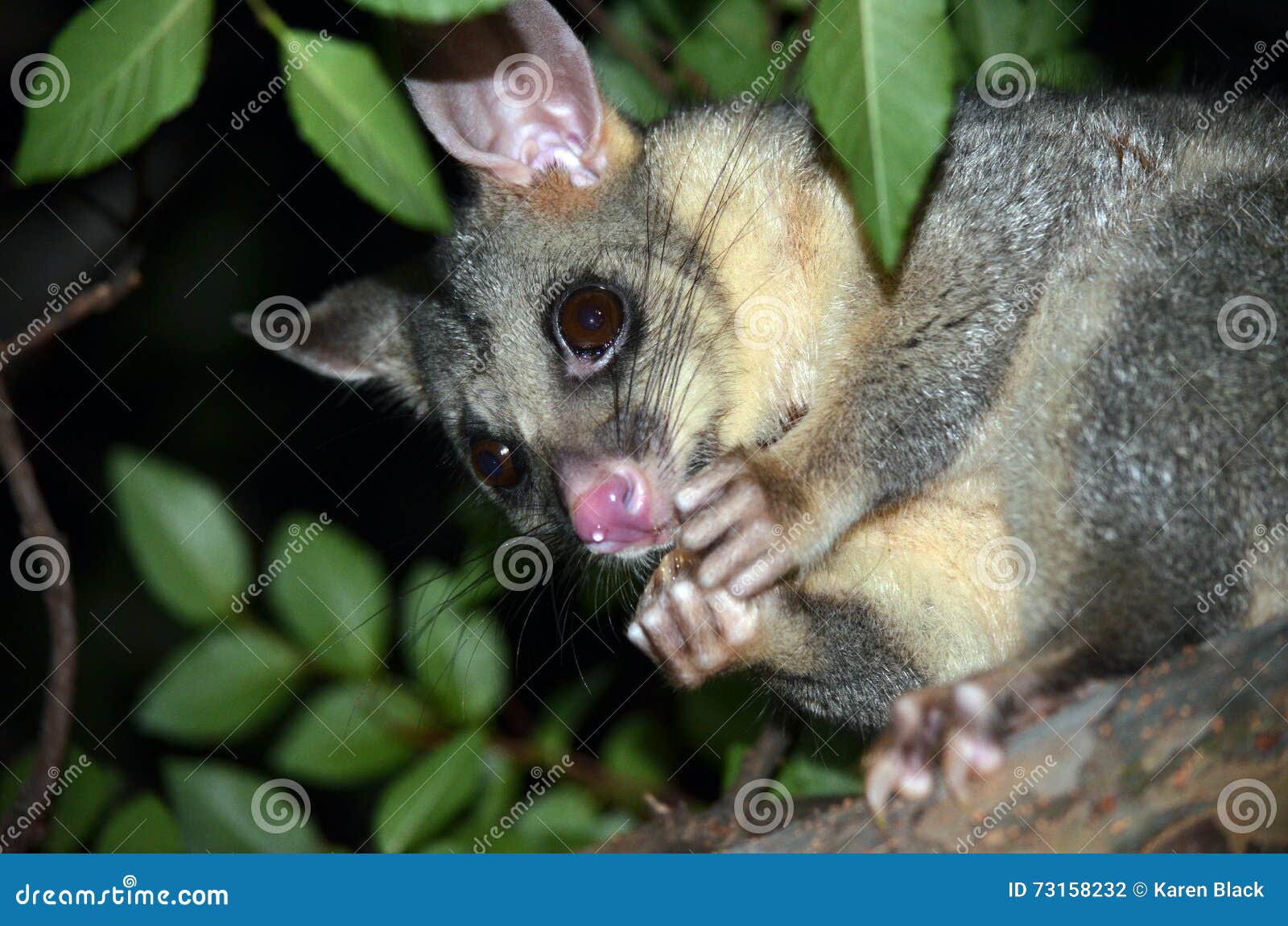 Gambá De Brushtail Do Australiano Que Come O Fruto Foto de Stock ...